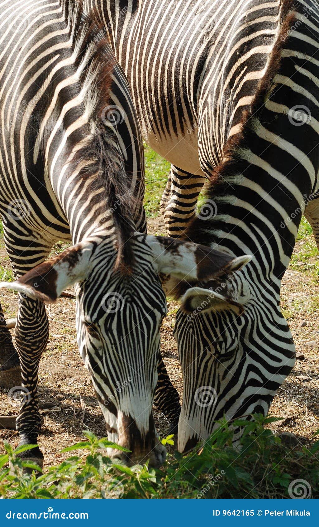 Feeding zebras stock image. Image of wildlife, feeding - 9642165