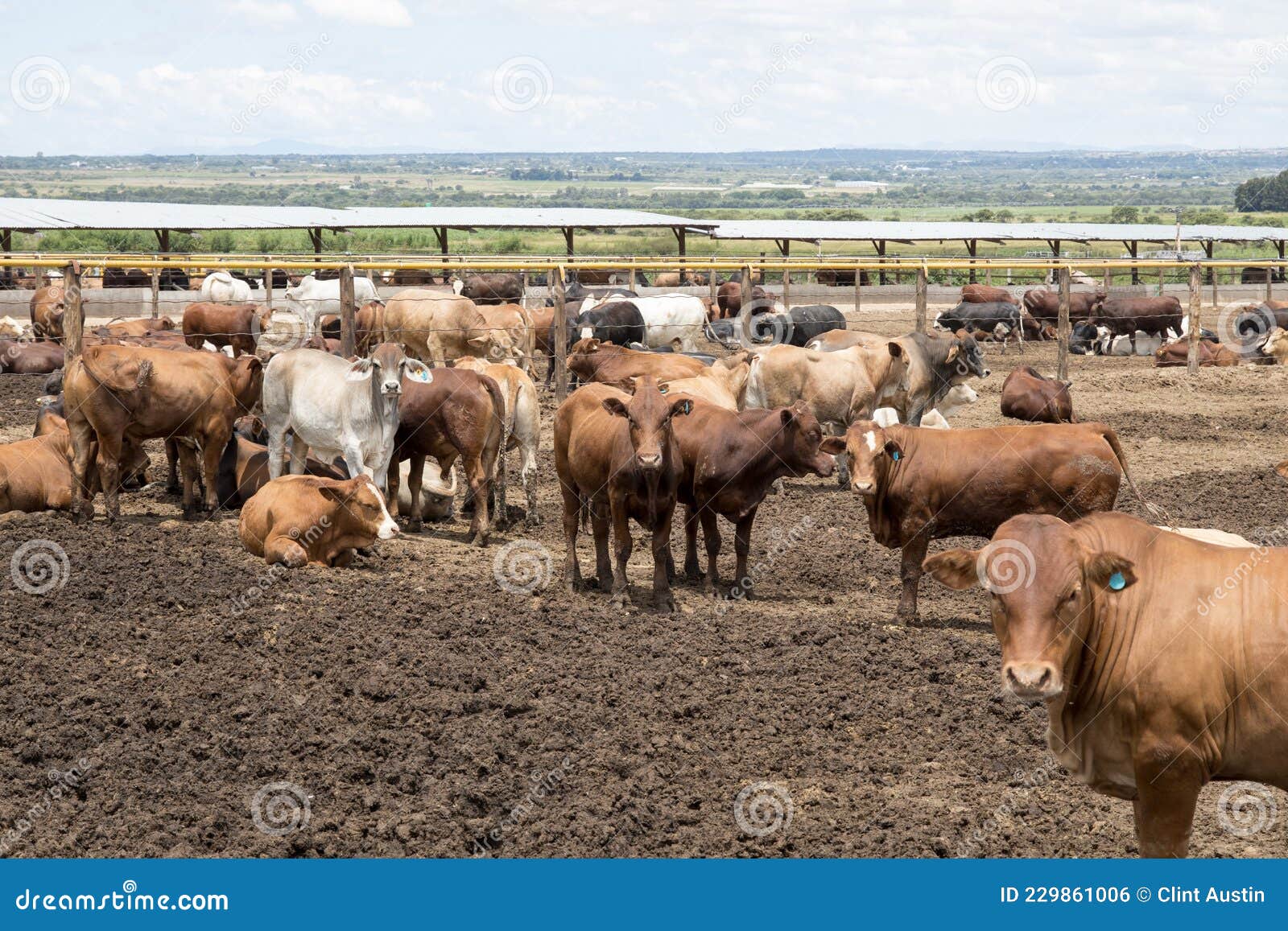 Feedlot Or Feedyard Cattle In South Africa Stock Photography ...