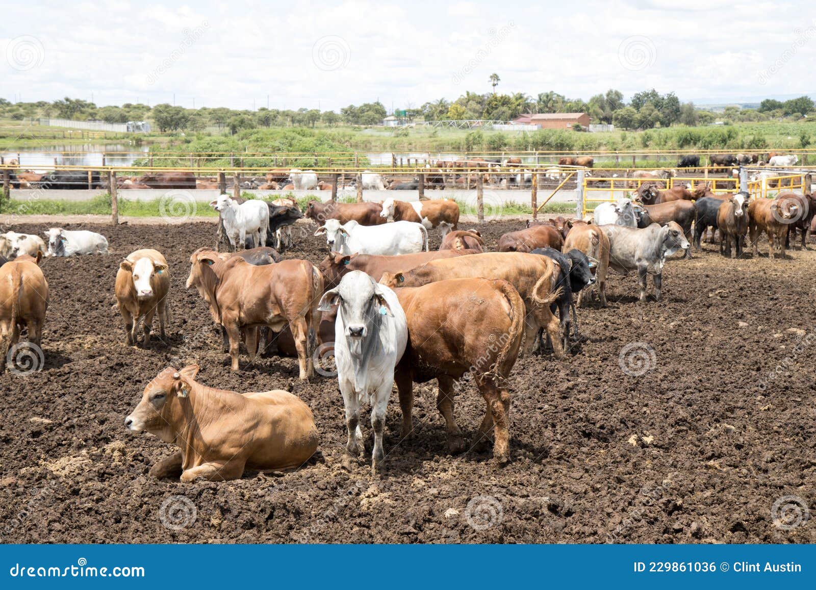 Feedlot Or Feedyard Cattle In South Africa Stock Photography ...
