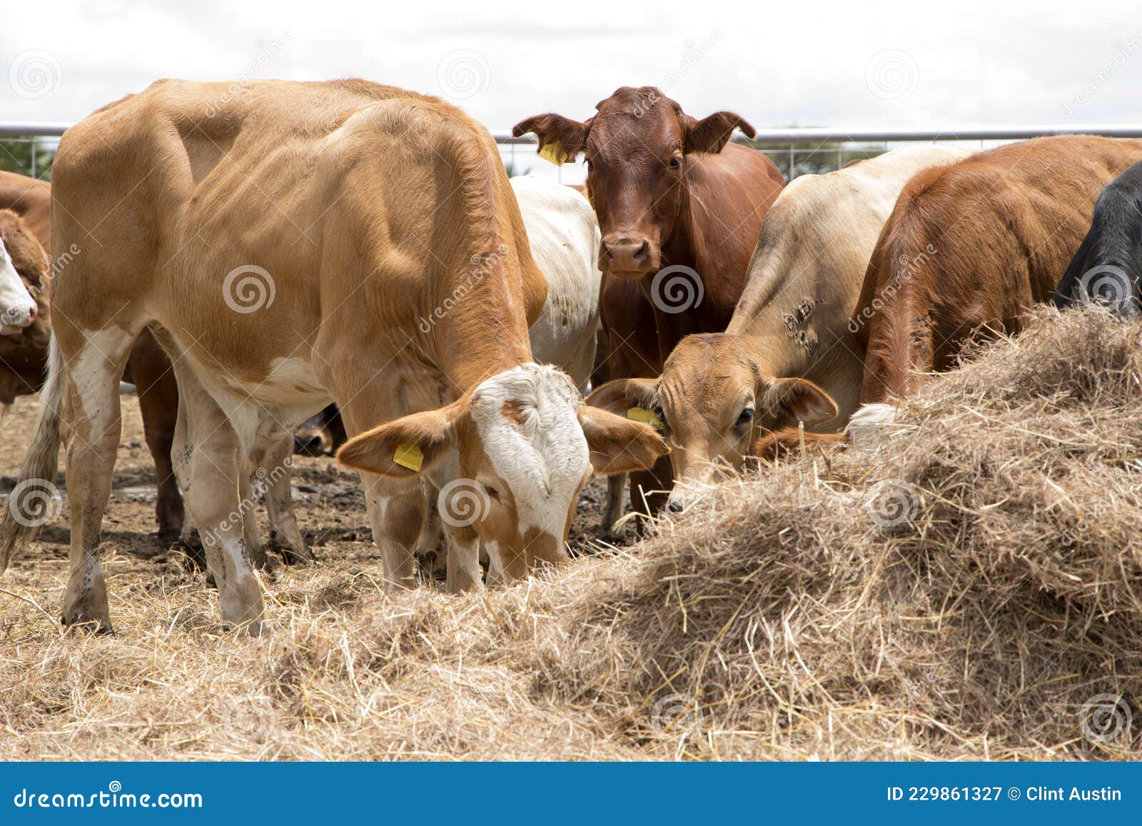 Feedlot cattle 33 stock image. Image of protein, feed - 229861327