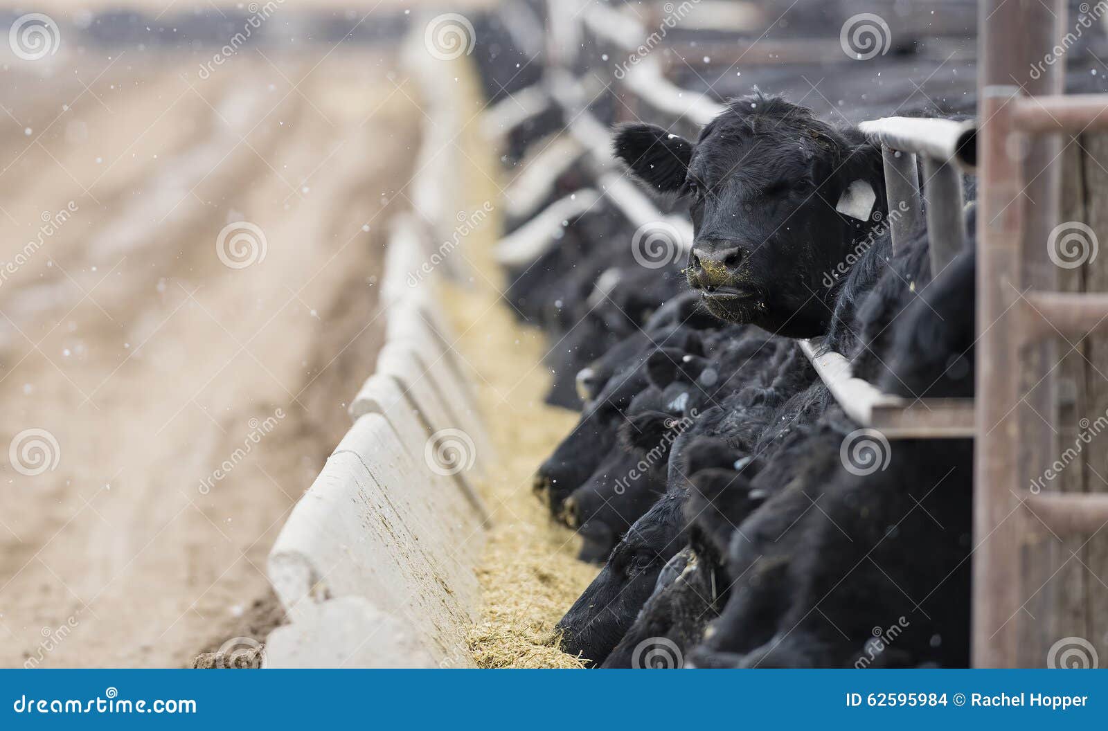 Feedlot Cattle in the Snow, Muck & Mud Stock Photo - Image of manure ...
