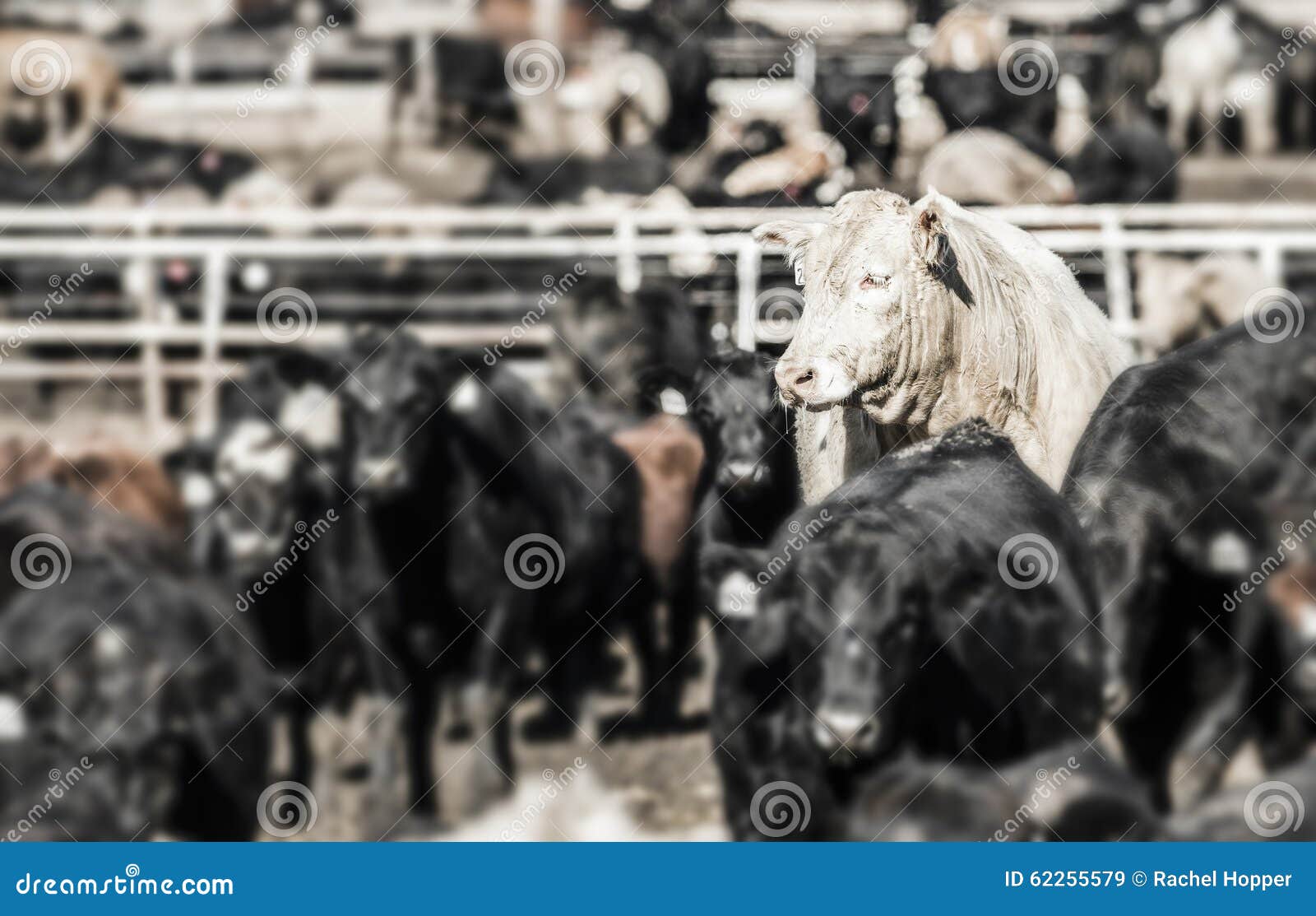 Feedlot Cows in the Muck and Mud Stock Image - Image of field, cattle ...