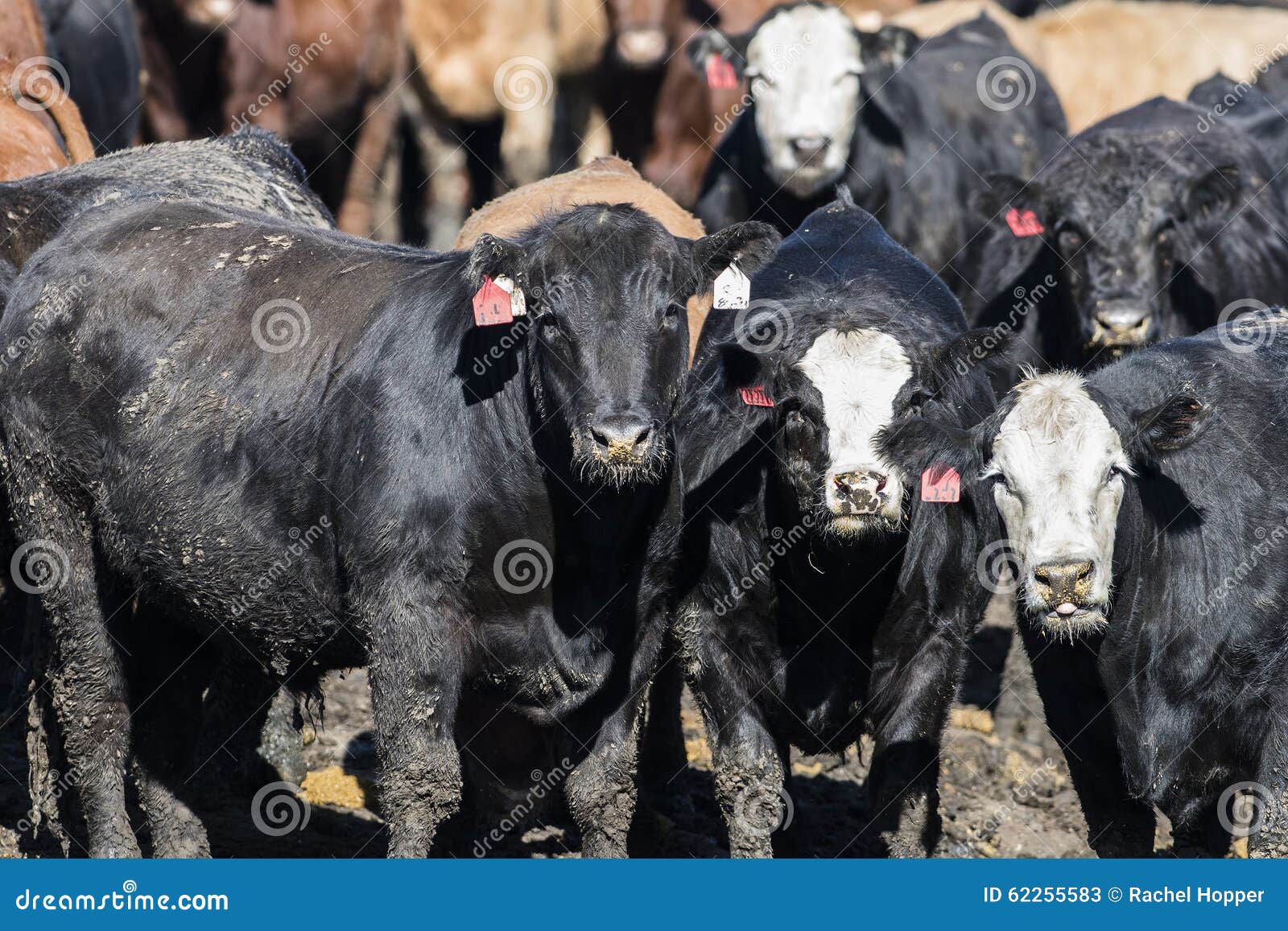 Feedlot Cows in the Muck and Mud Stock Image - Image of livestock ...