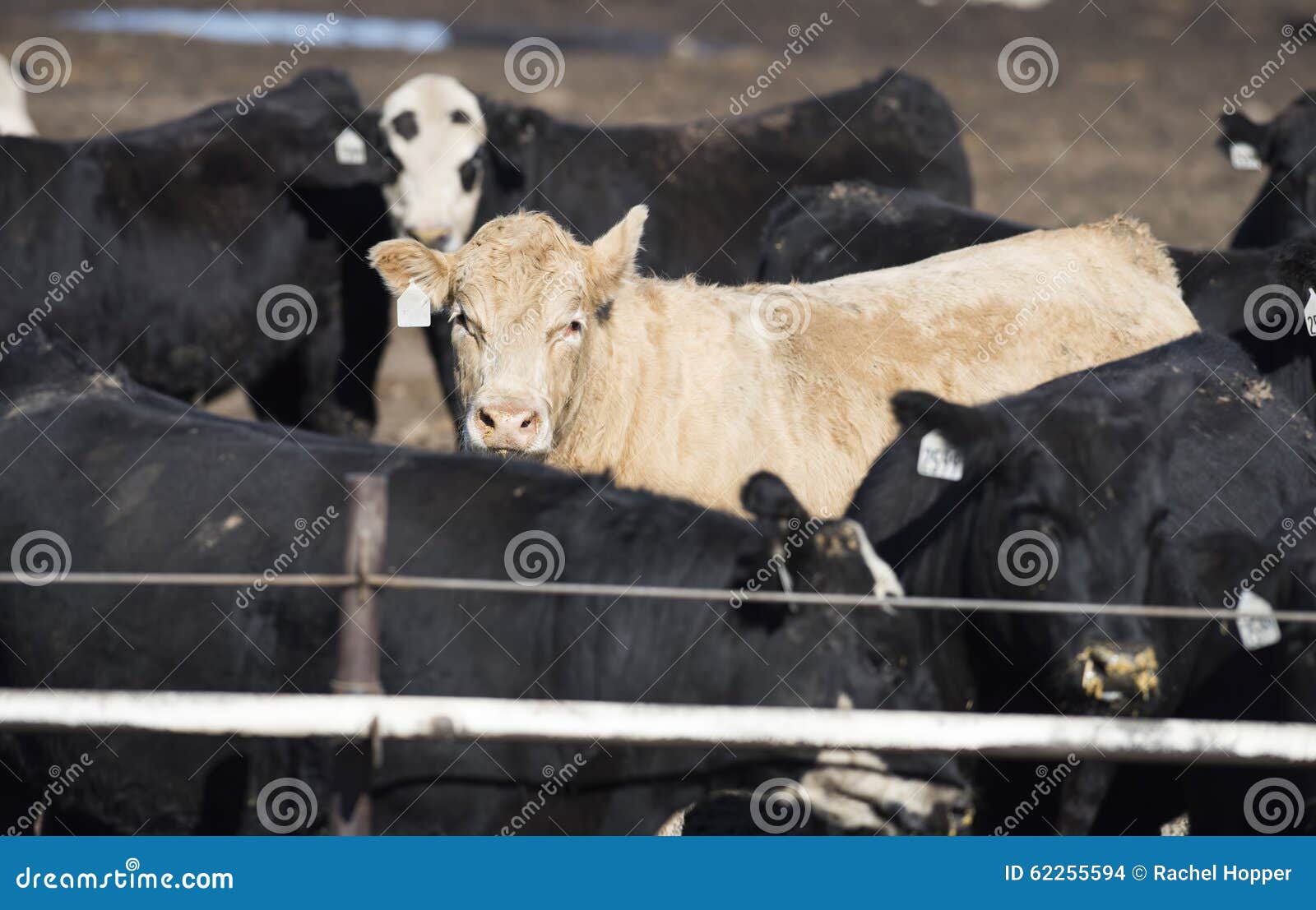 Feedlot Cows in the Muck and Mud Stock Photo - Image of environment ...