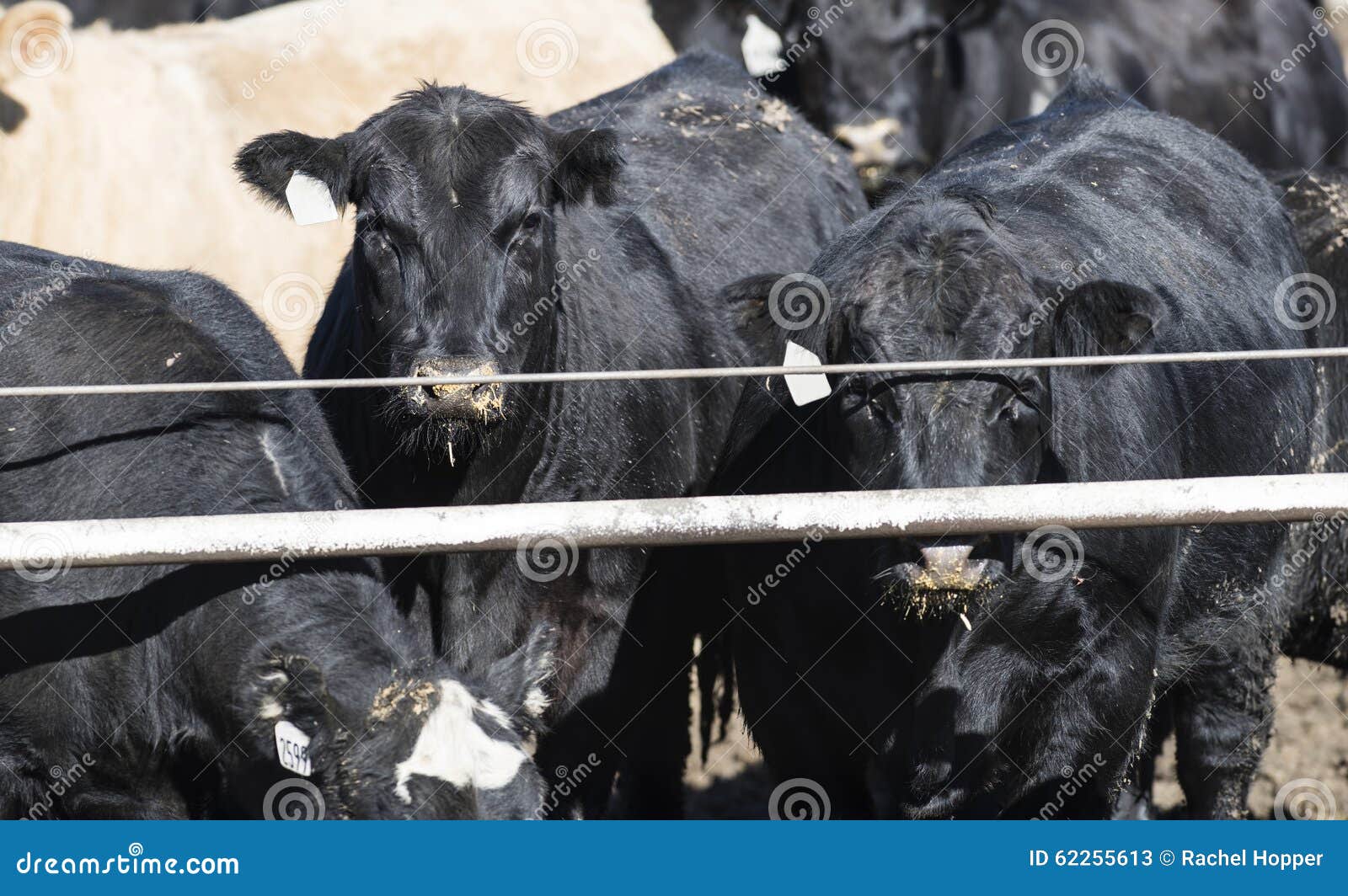 Feedlot Cows in the Muck and Mud Stock Image - Image of mammal, country ...