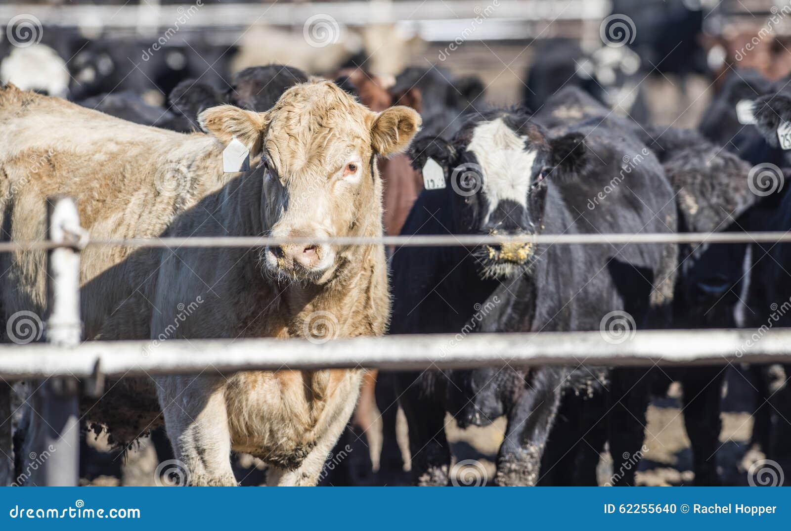 Feedlot Cows in the Muck and Mud Stock Photo - Image of animal ...