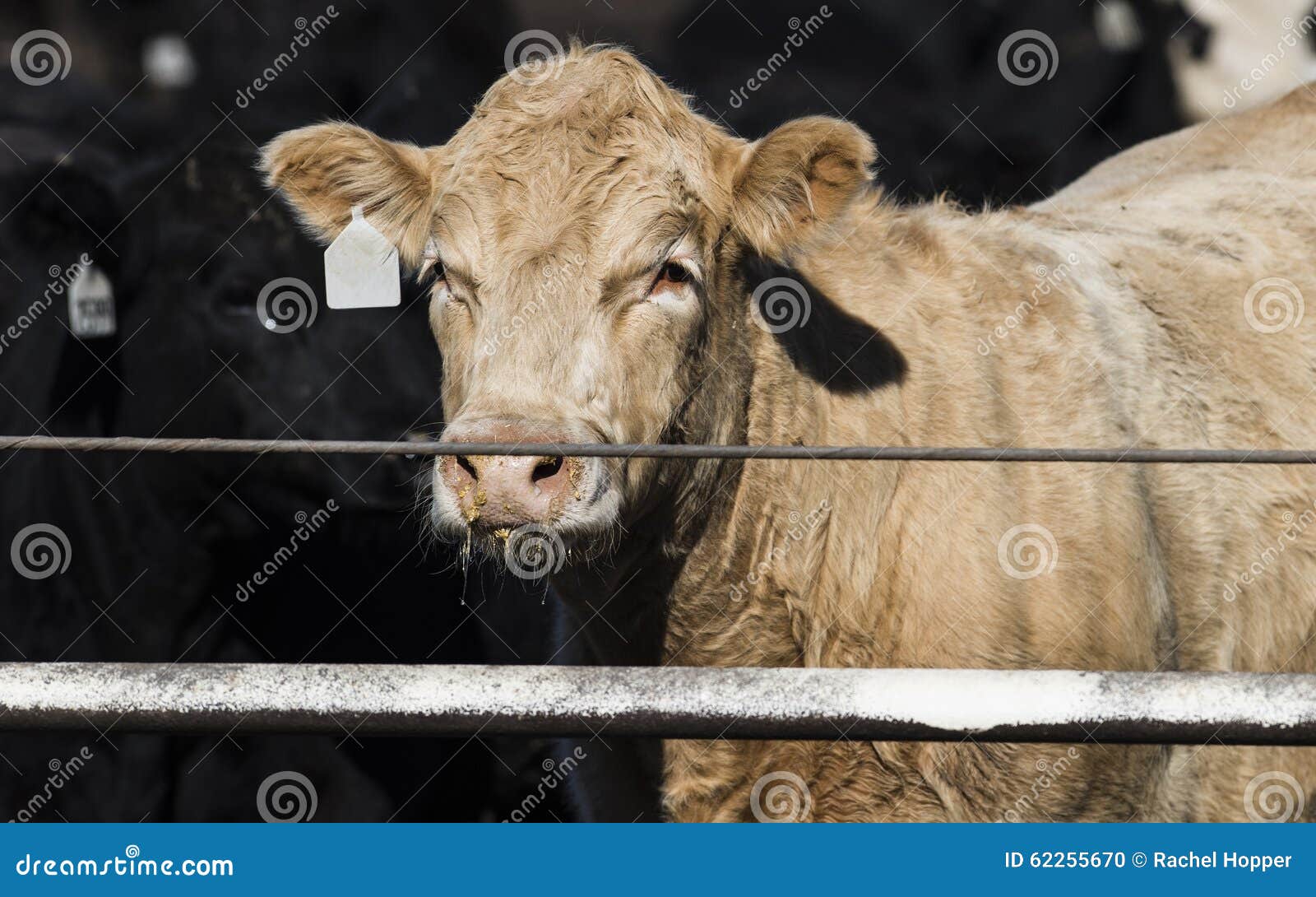 Feedlot Cows in the Muck and Mud Stock Photo - Image of america, farm ...