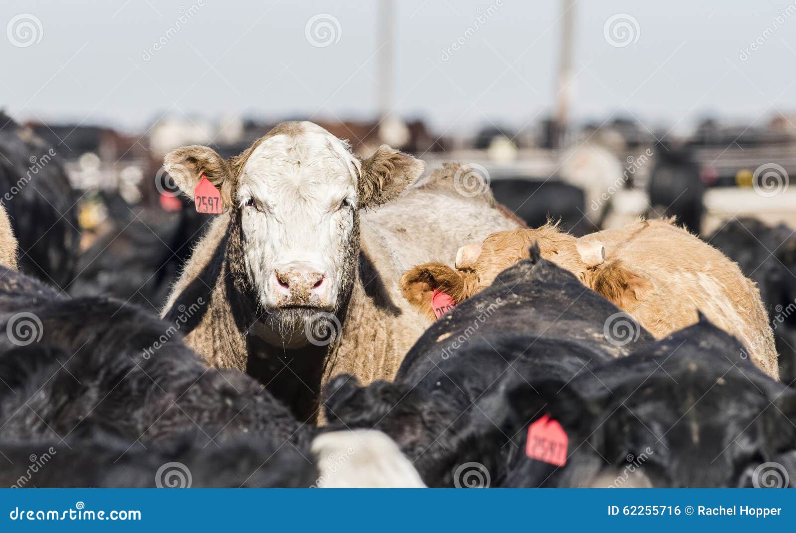 Feedlot Cows in the Muck and Mud Stock Photo - Image of cattle, farm ...