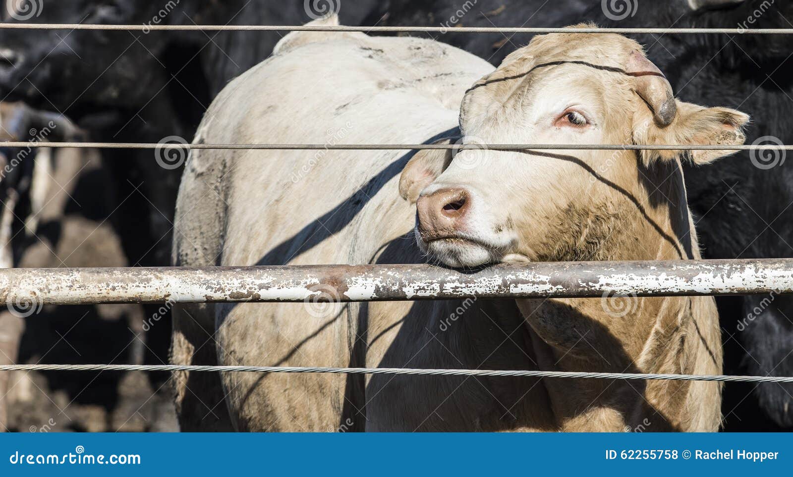 Feedlot Cows in the Muck and Mud Stock Photo - Image of feed, nature ...