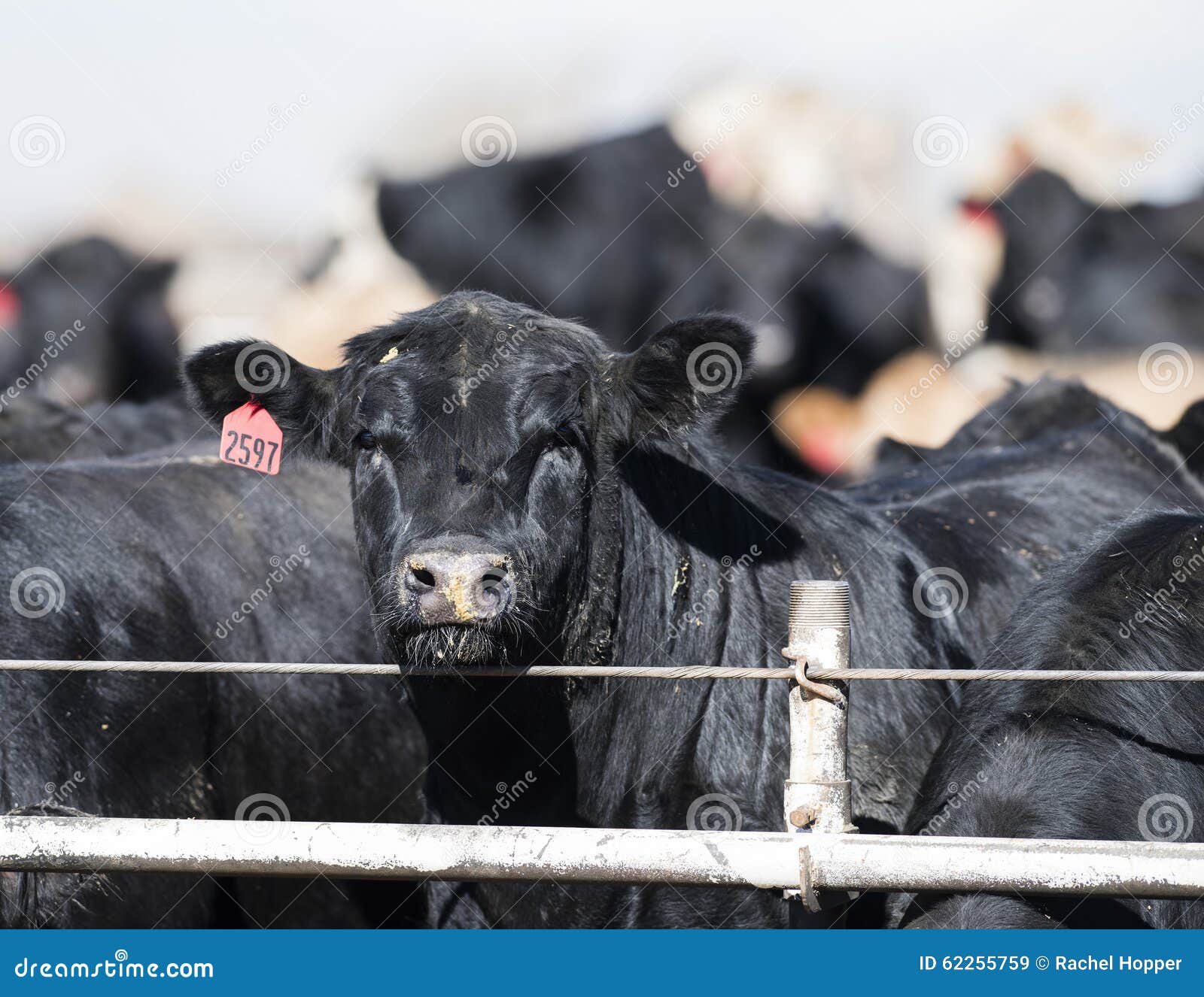 Feedlot Cows in the Muck and Mud Stock Image - Image of domesticated ...