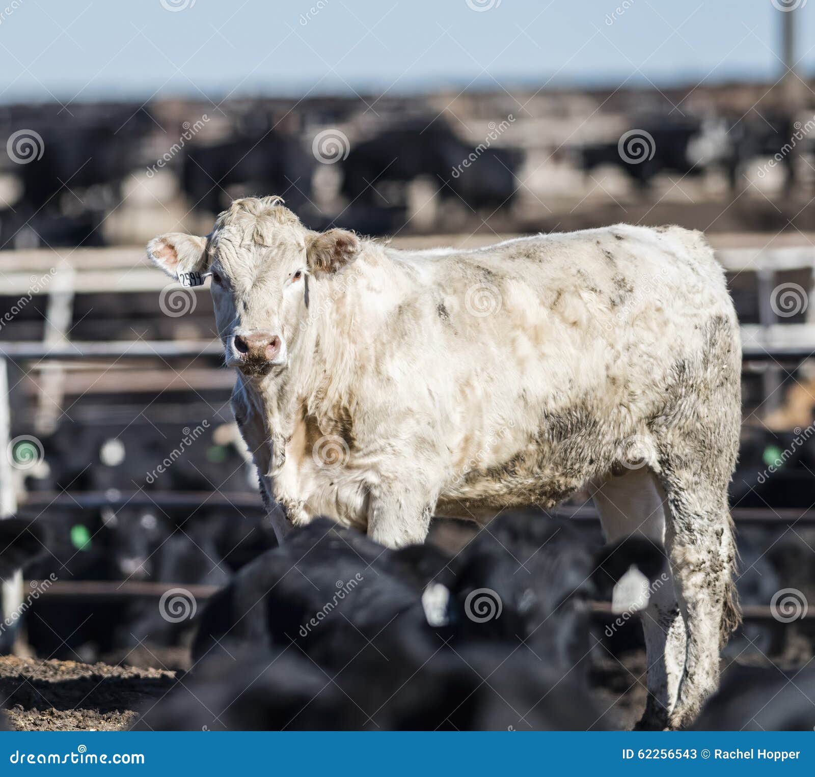Feedlot Cows in the Muck and Mud Stock Image - Image of business ...