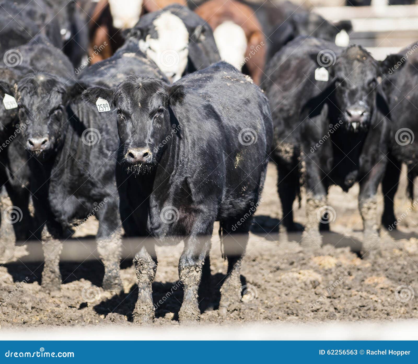 Feedlot Cows in the Muck and Mud Stock Image - Image of cows, beef ...