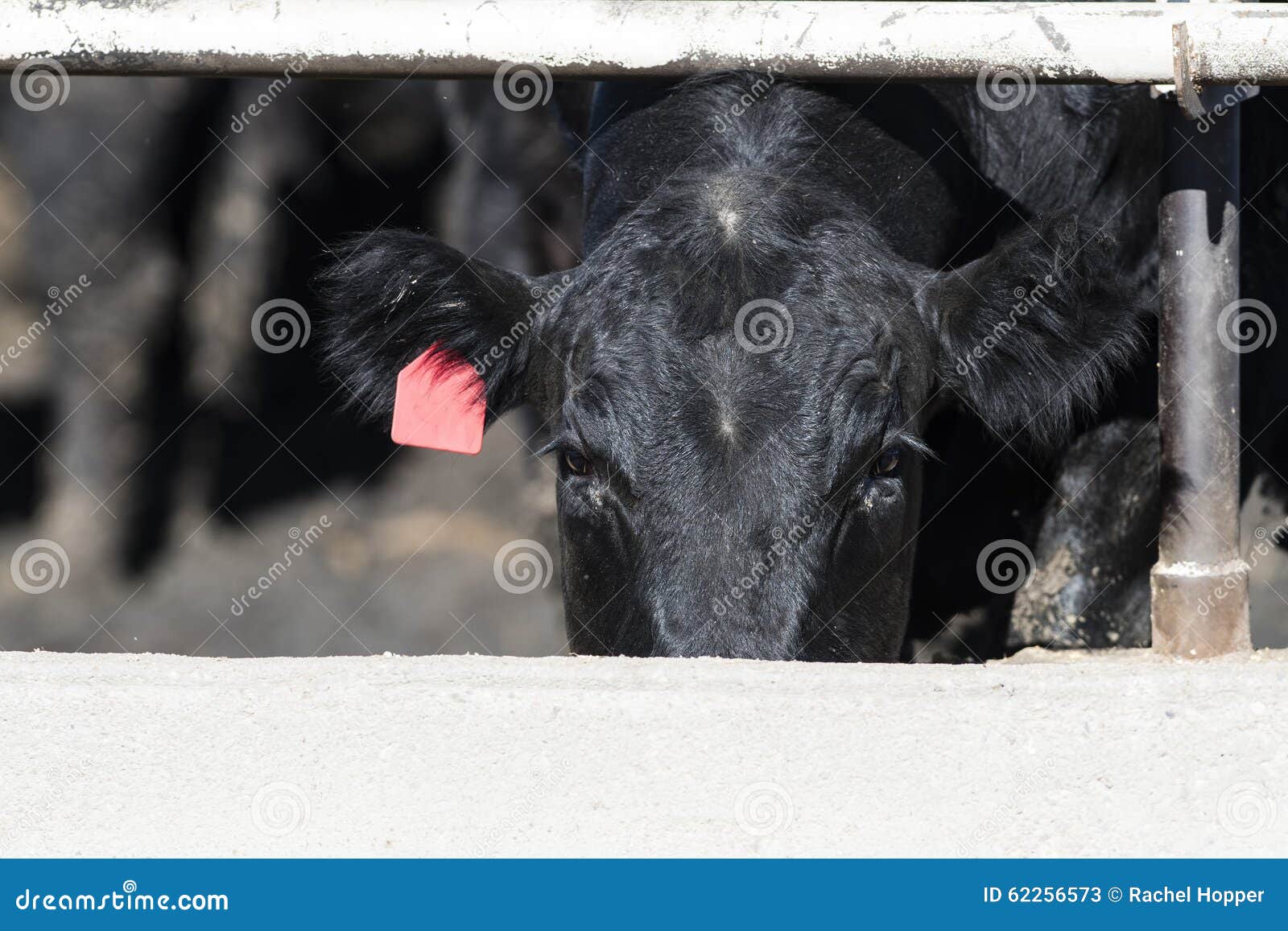 Feedlot Cows in the Muck and Mud Stock Image - Image of farm ...
