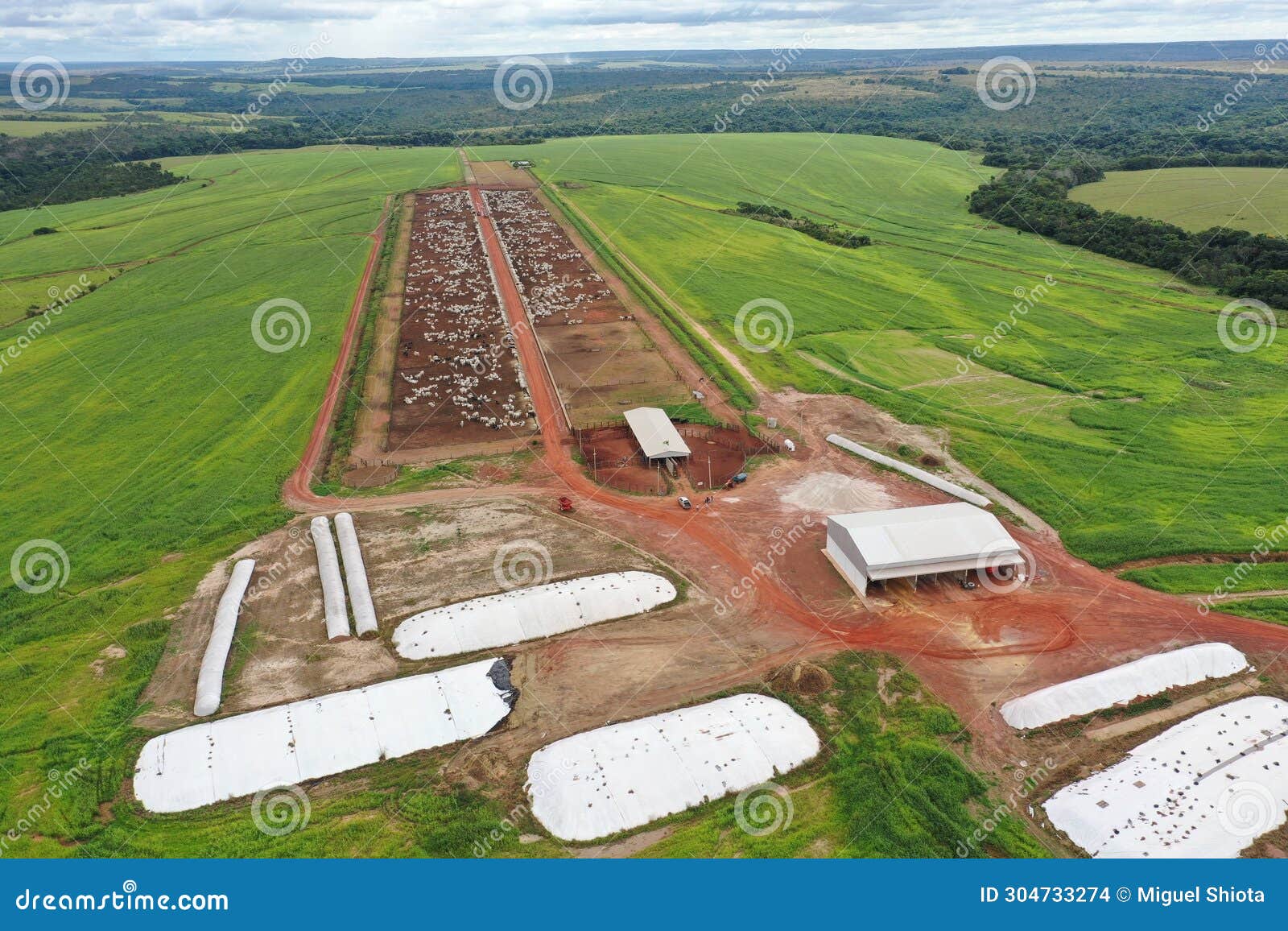 Feedlot Intensive Production System Beef Cattle Stock Photo - Image of ...