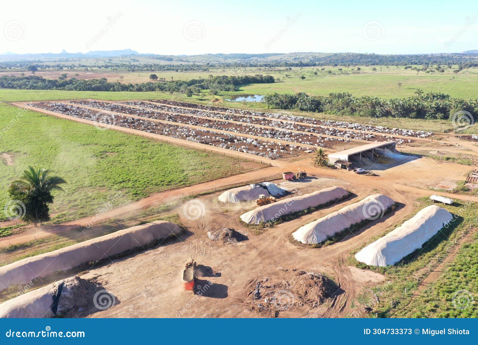 Feedlot Intensive Production System Beef Cattle Stock Image - Image of ...