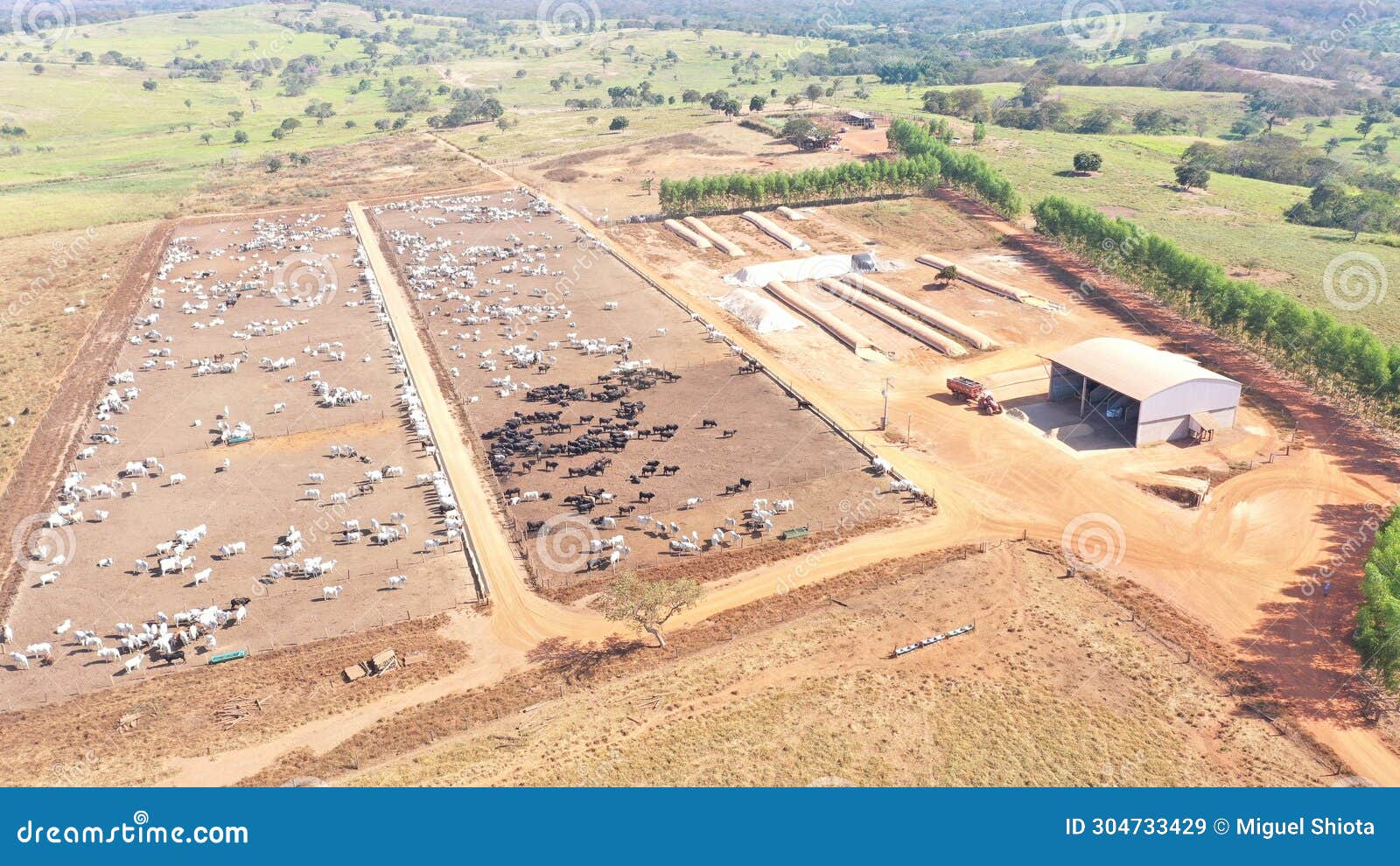 Feedlot Intensive Production System Beef Cattle Stock Image - Image of ...