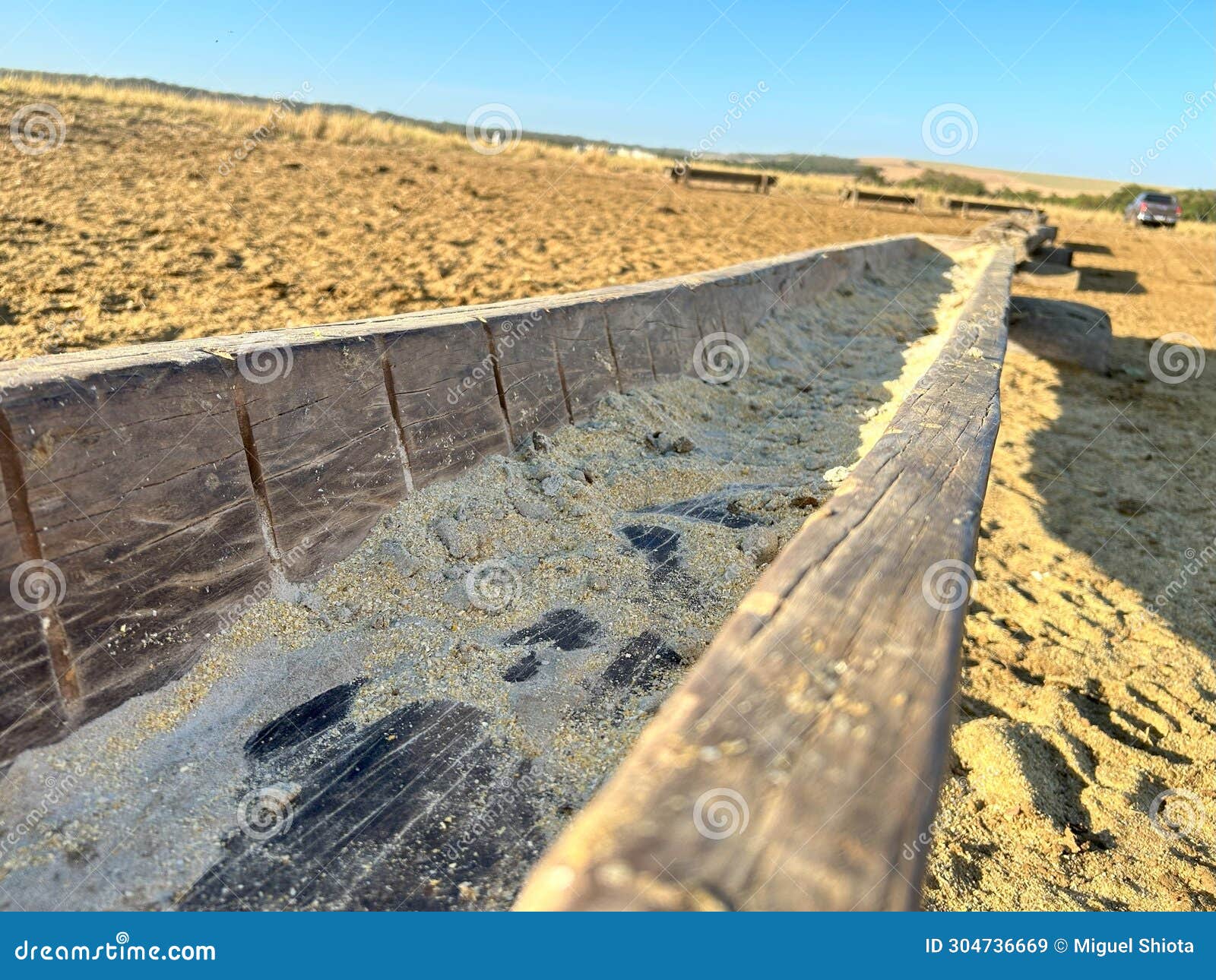 Feedlot Intensive Production System Beef Cattle Stock Image - Image of ...