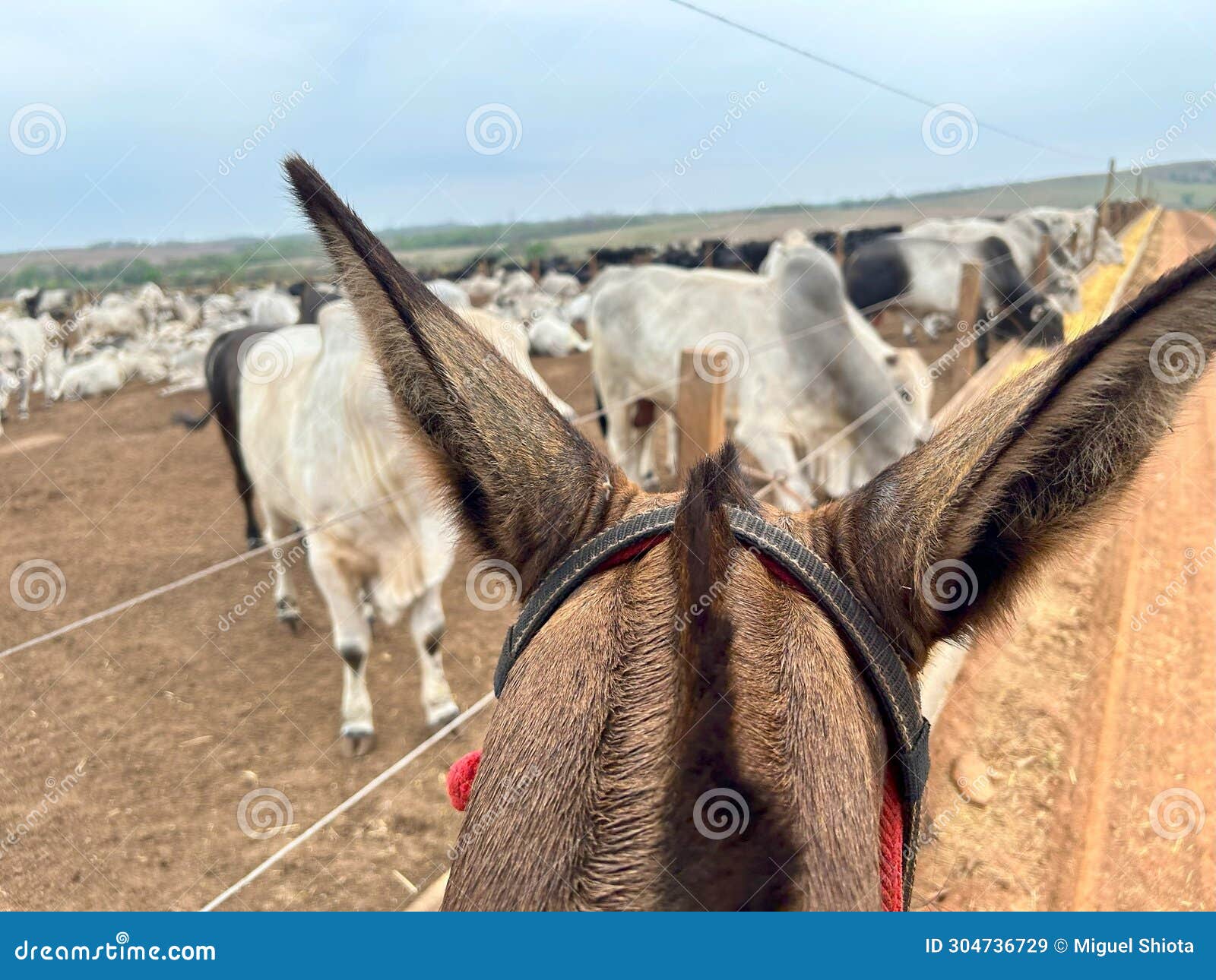 Feedlot Intensive Production System Beef Cattle Stock Image - Image of ...