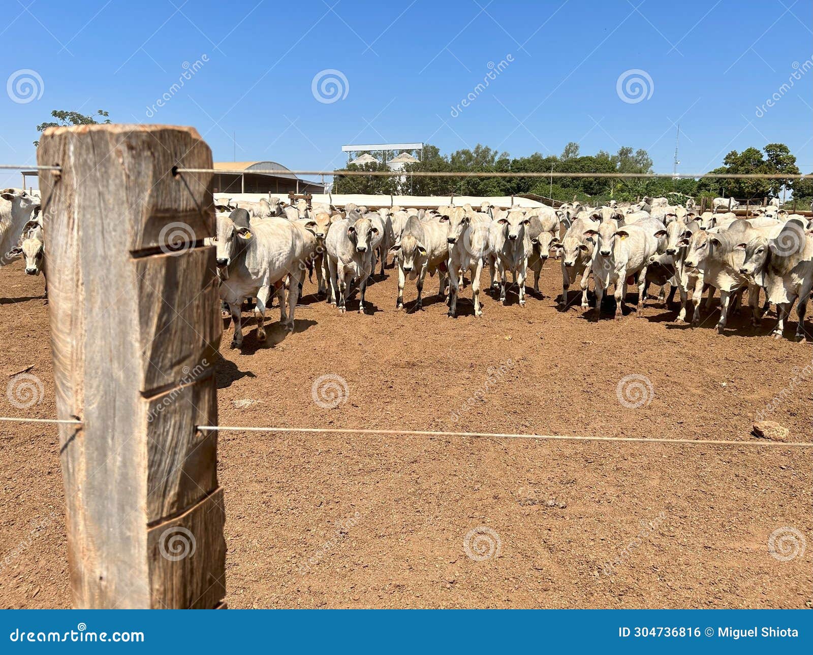 Feedlot Intensive Production System Beef Cattle Stock Photo - Image of ...