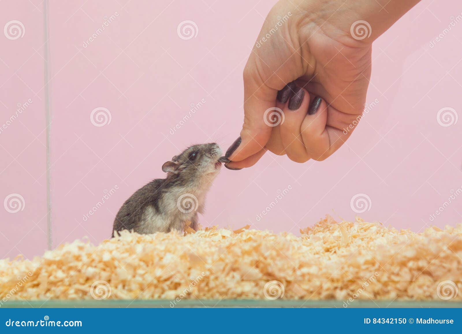 She Feeds Hamster Seeds, Close-up Stock Photo - Image of animal ...