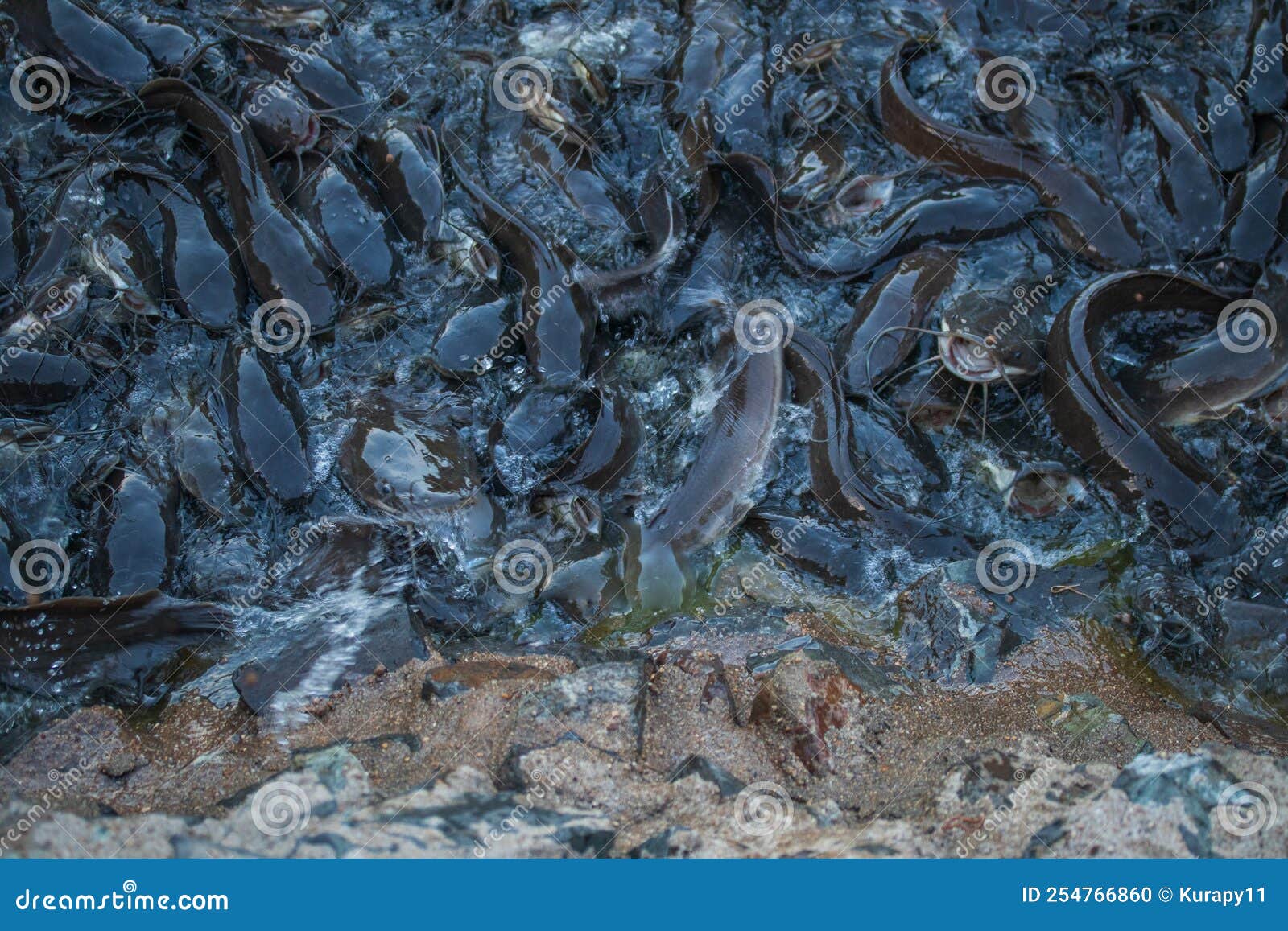 Feeds a Lot of Big Catfish in Pond Stock Photo - Image of feed, nature ...