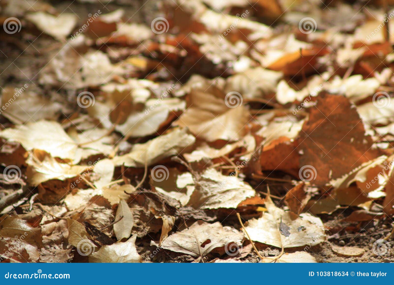 Feel the crunch stock photo. Image of crunch, leaves - 103818634