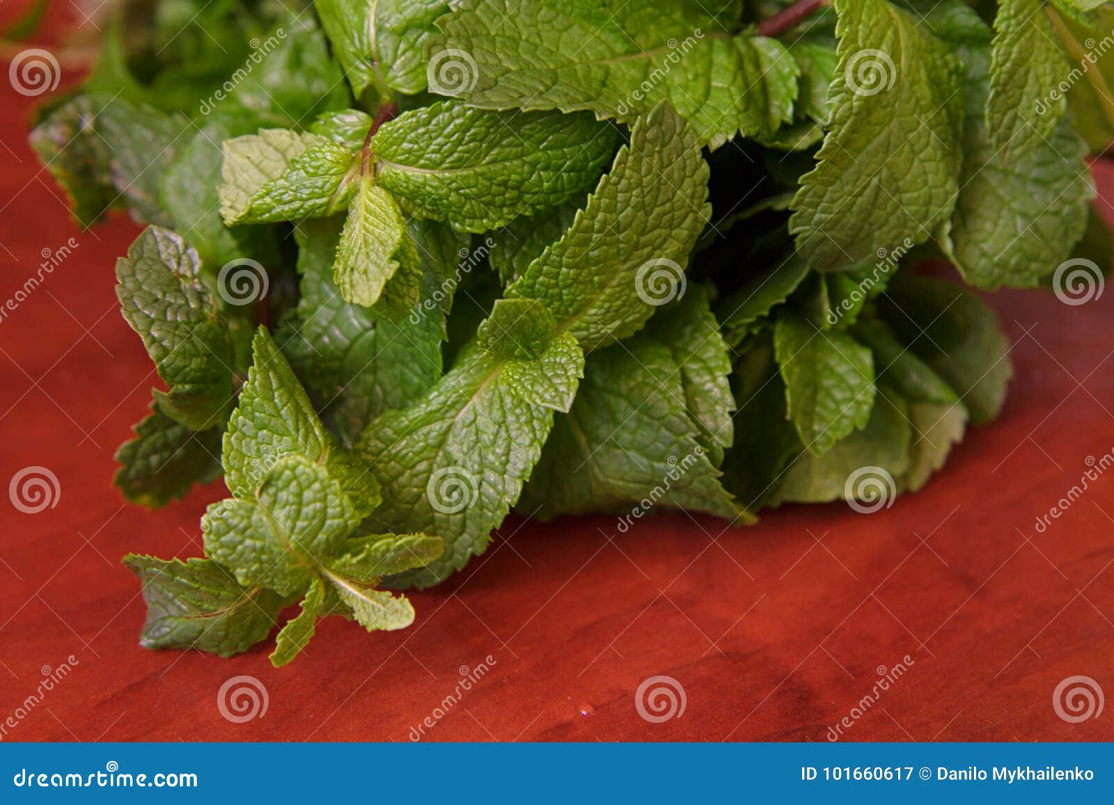 Bunch of fresh green mint stock image. Image of season - 101660617