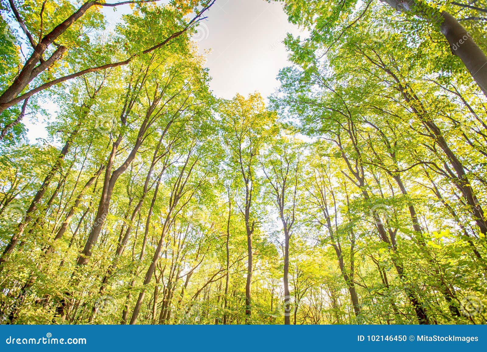 Feel nature autumn forest stock photo. Image of daylight - 102146450