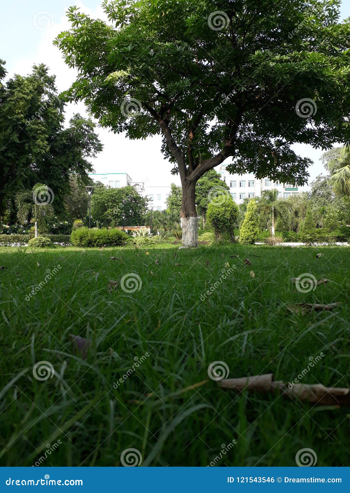 Feel the Nature stock photo. Image of garden, scene - 121543546