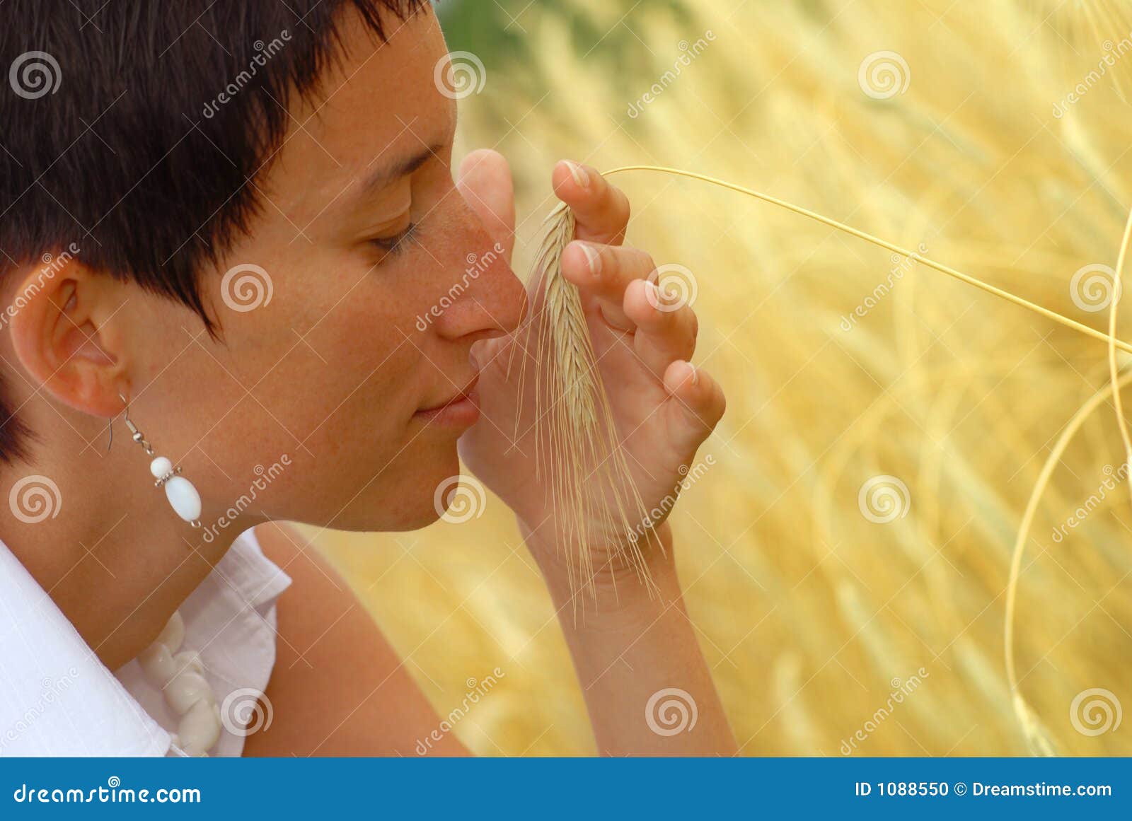 Feel and smell the wheat stock photo. Image of crop, farm - 1088550