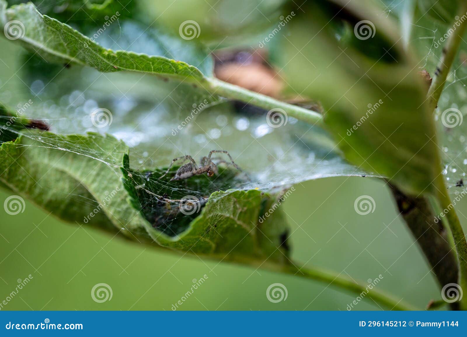 Feel Well stock photo. Image of nature, animal, closeup - 296145212