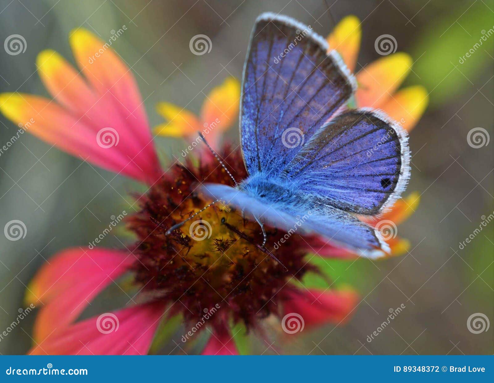 Feeling blue stock photo. Image of feeling, butterfly - 89348372