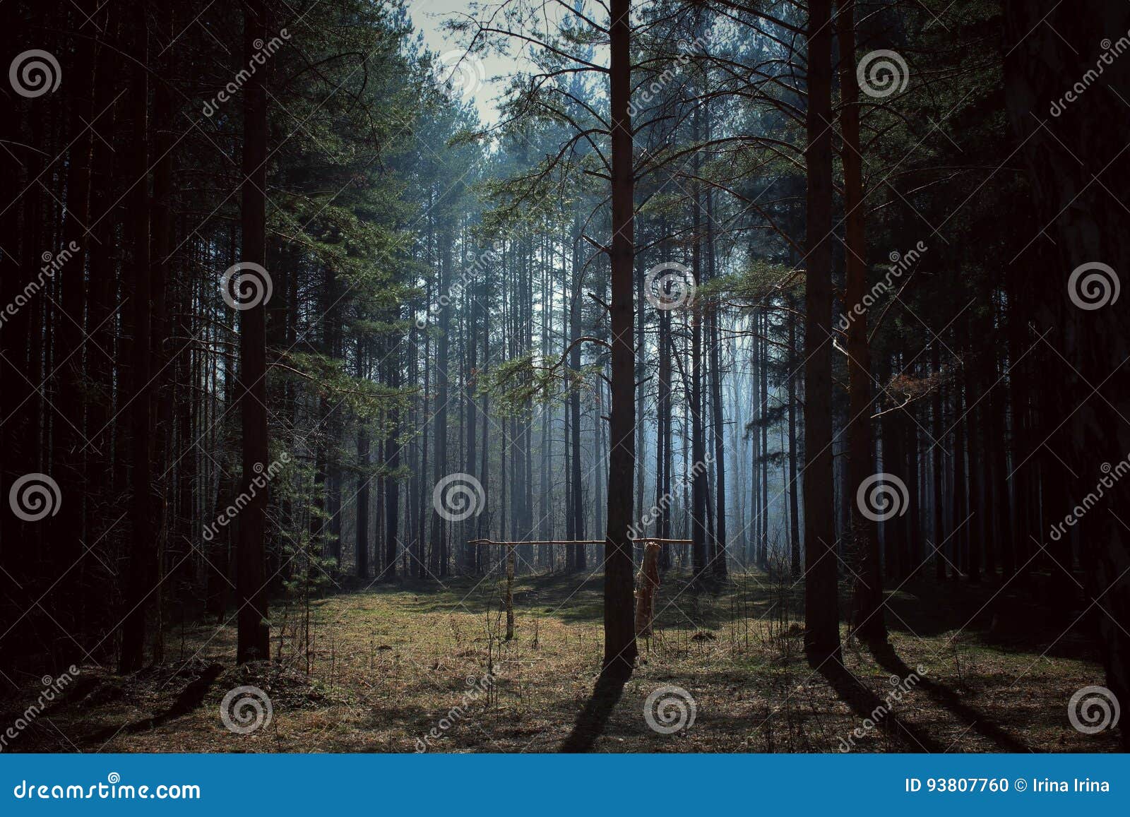 The feeling of the forest stock photo. Image of forest - 93807760