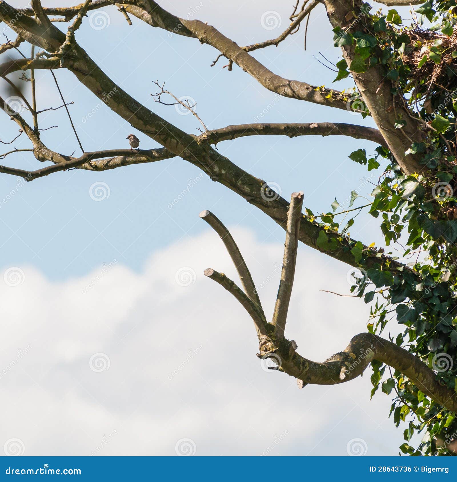 Feeling Insignificant stock photo. Image of bird, cloudy - 28643736