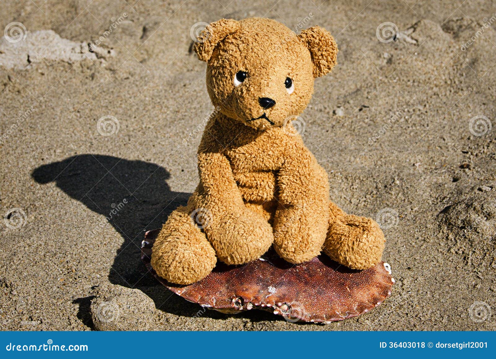 Feeling a Little Crabby stock photo. Image of stuffedtoy - 36403018