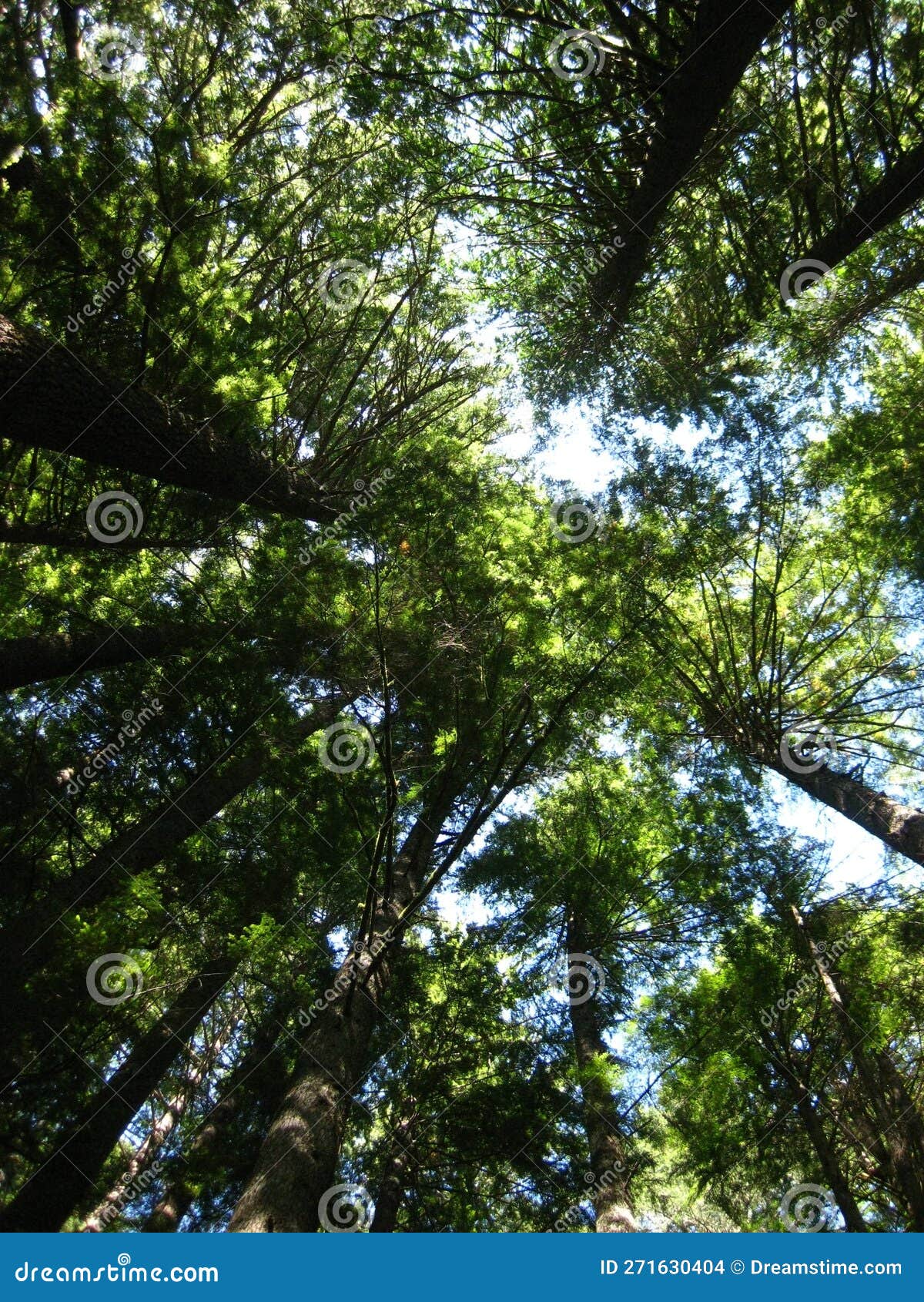 Feeling Small in the Forest, Looking Up at Tall Trees Stock Photo ...