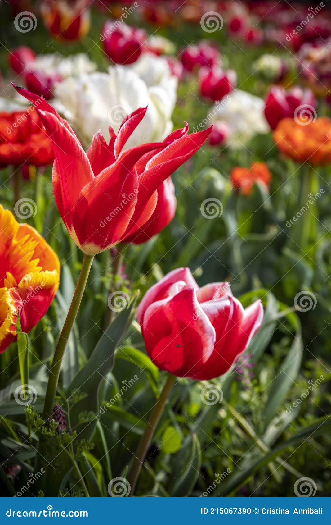 Feeling Springtime stock photo. Image of colorful, botany - 215067390