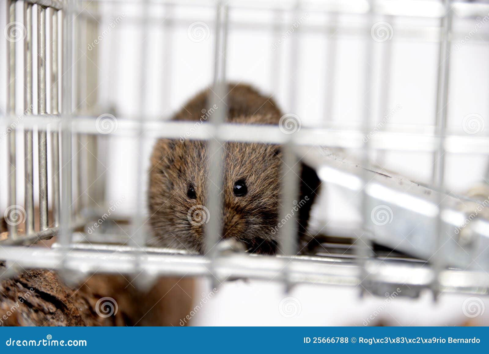 Feeling trapped stock photo. Image of animal, field, rodent - 25666788