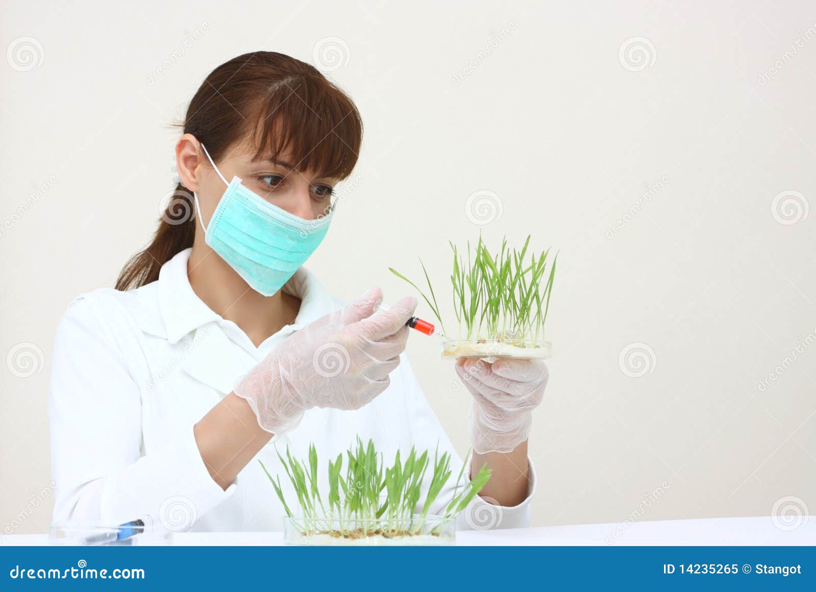 Laboratory Assistant In The Laboratory Of Of Food Quality.Cell Culture ...