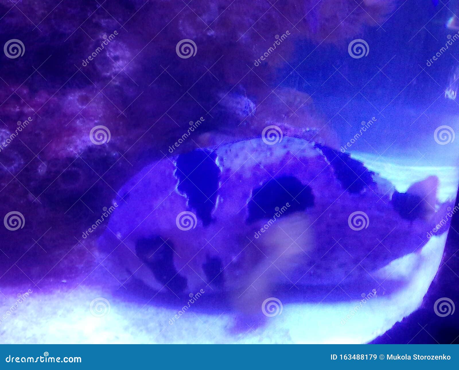 Feesh stock image. Image of carals, feesh, water, instruction - 163488179