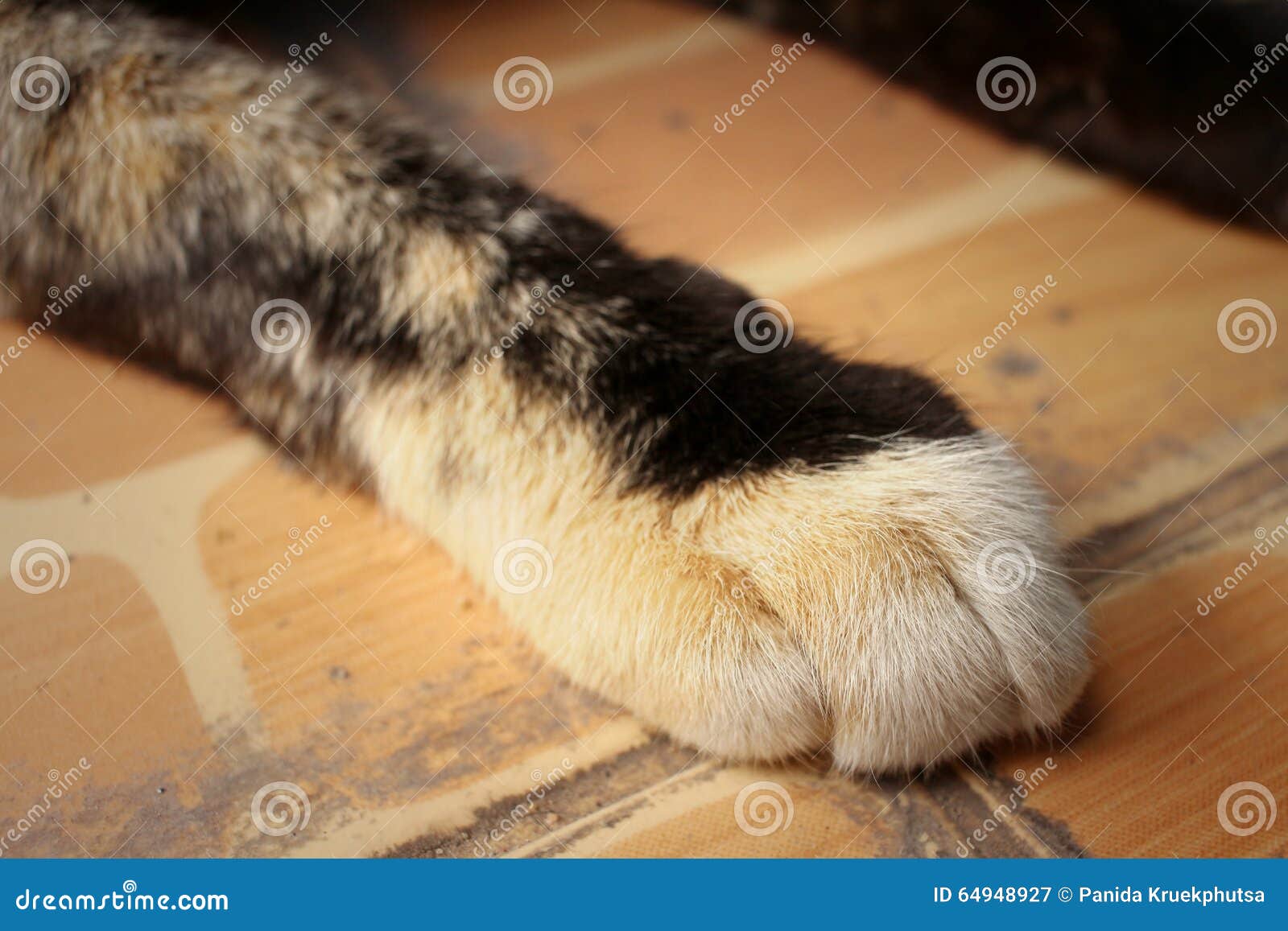 Feet of Cat Sleeps at the Park. Stock Image - Image of feet, sitting ...