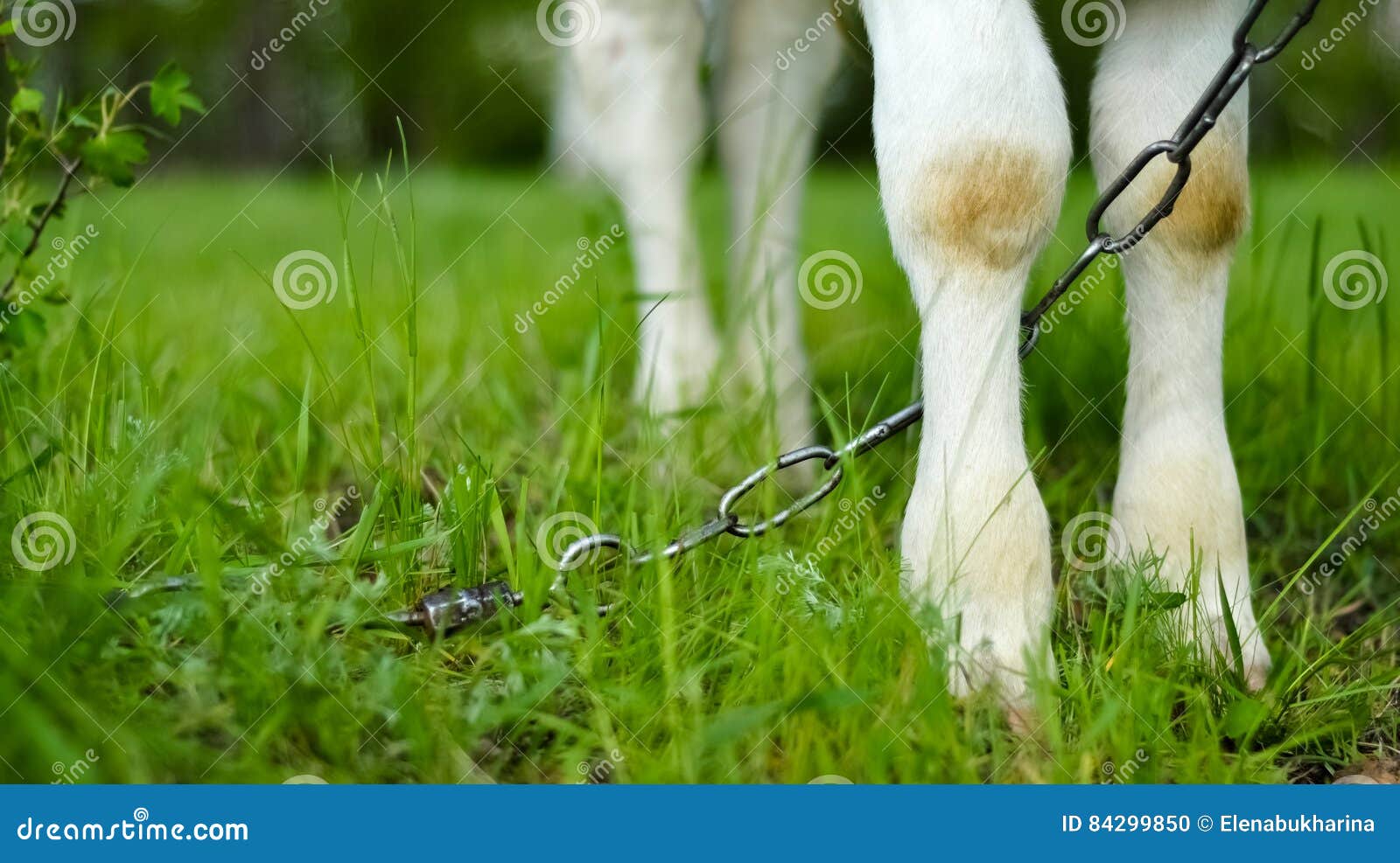 Feet of Chained Cow Standing on the Grass Stock Photo - Image of cute ...