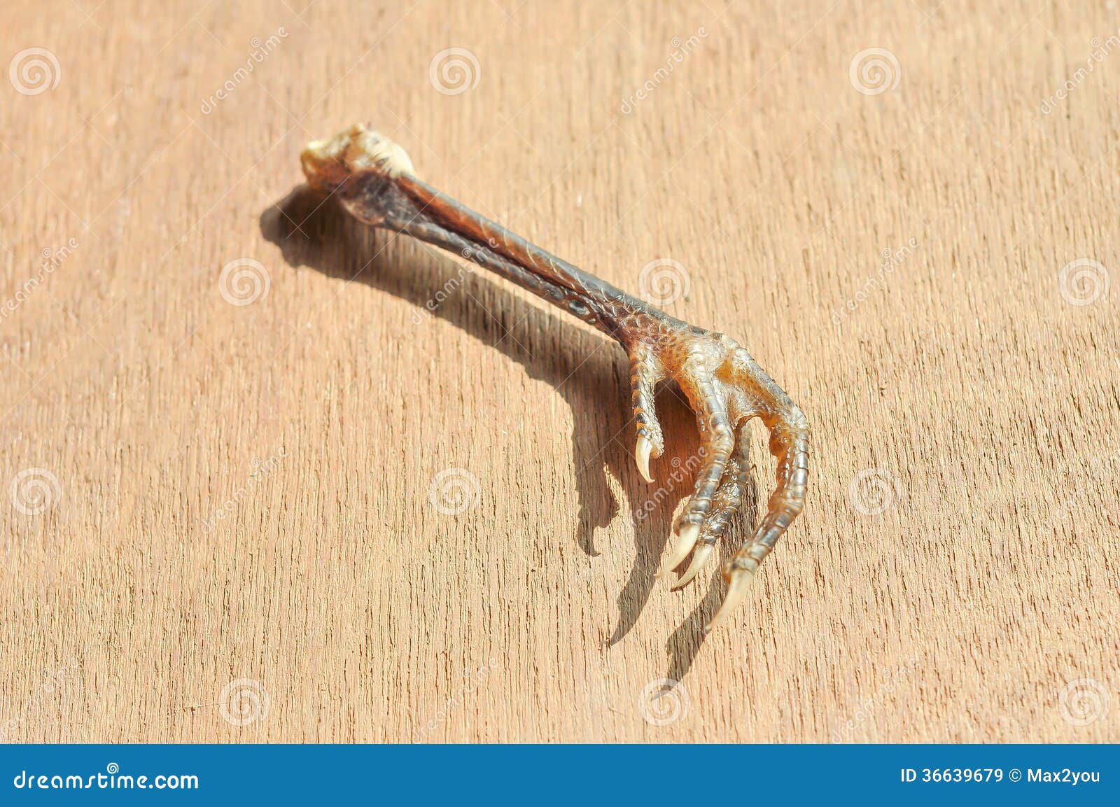 Feet of death hen stock image. Image of leather, scrawny - 36639679