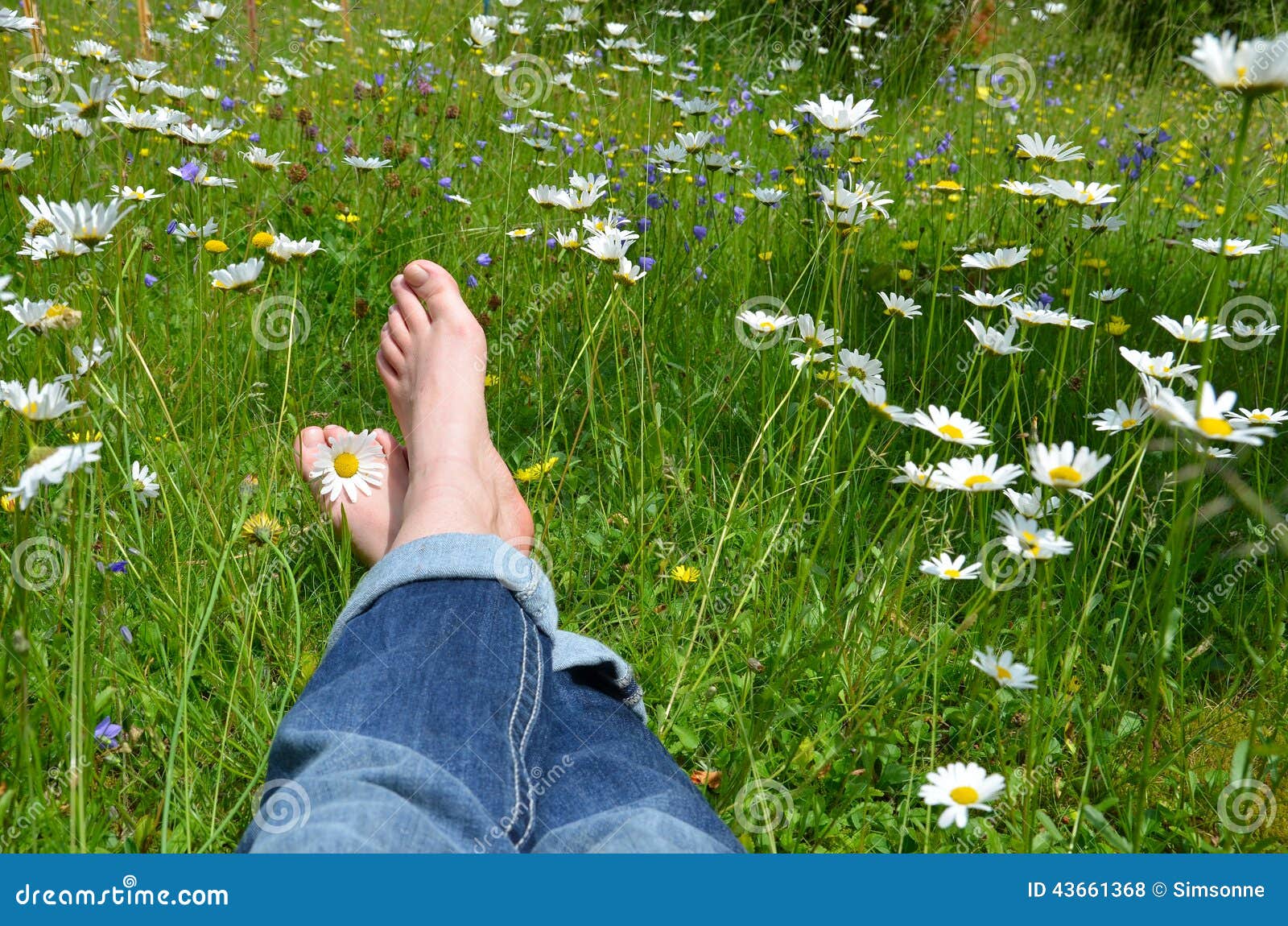 Feet on a flower meadow stock photo. Image of blumen - 43661368