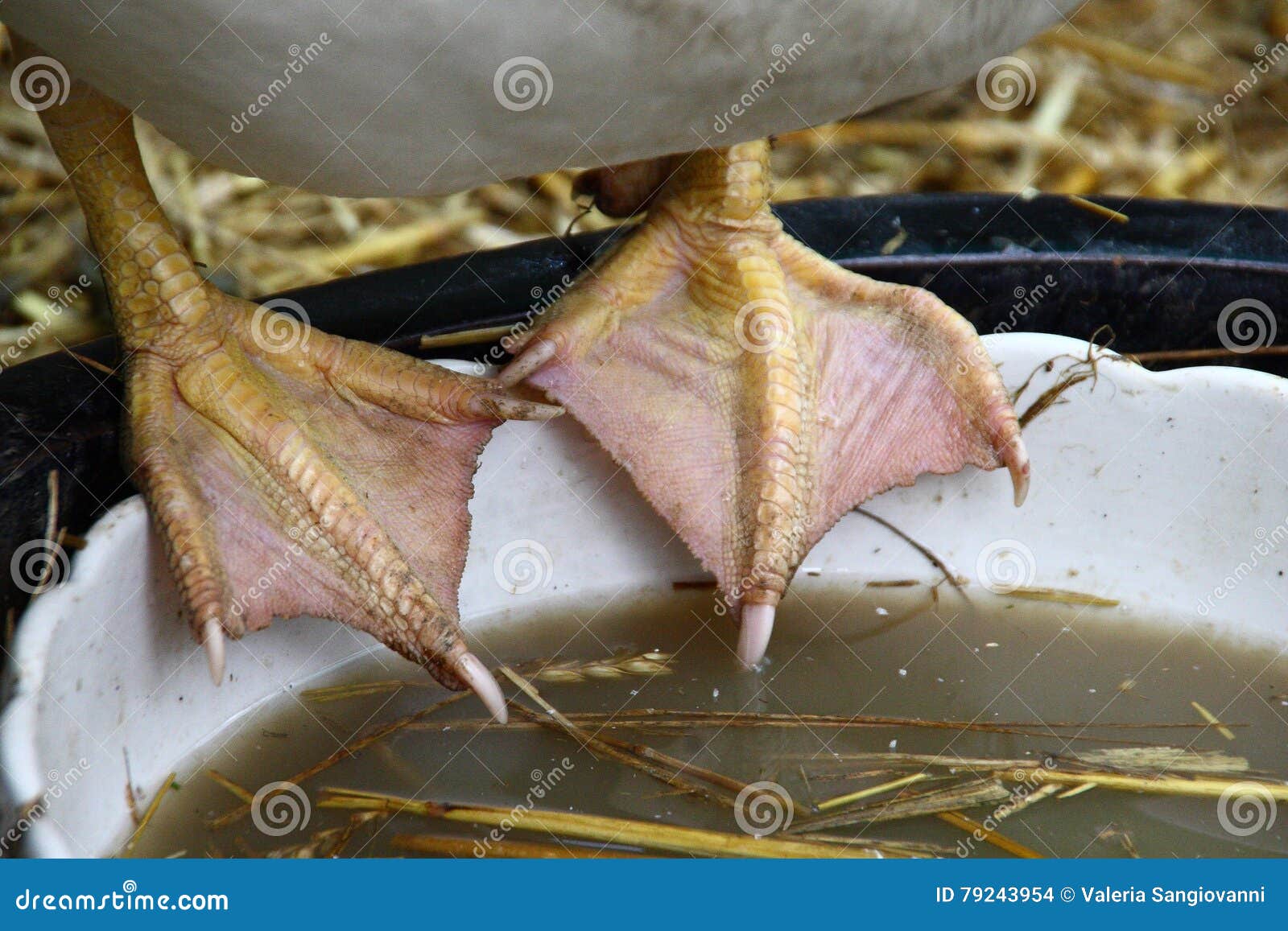 Feet of the goose stock photo. Image of goose, habitat - 79243954