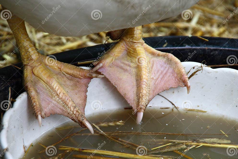 Feet of the goose stock photo. Image of goose, habitat - 79243954