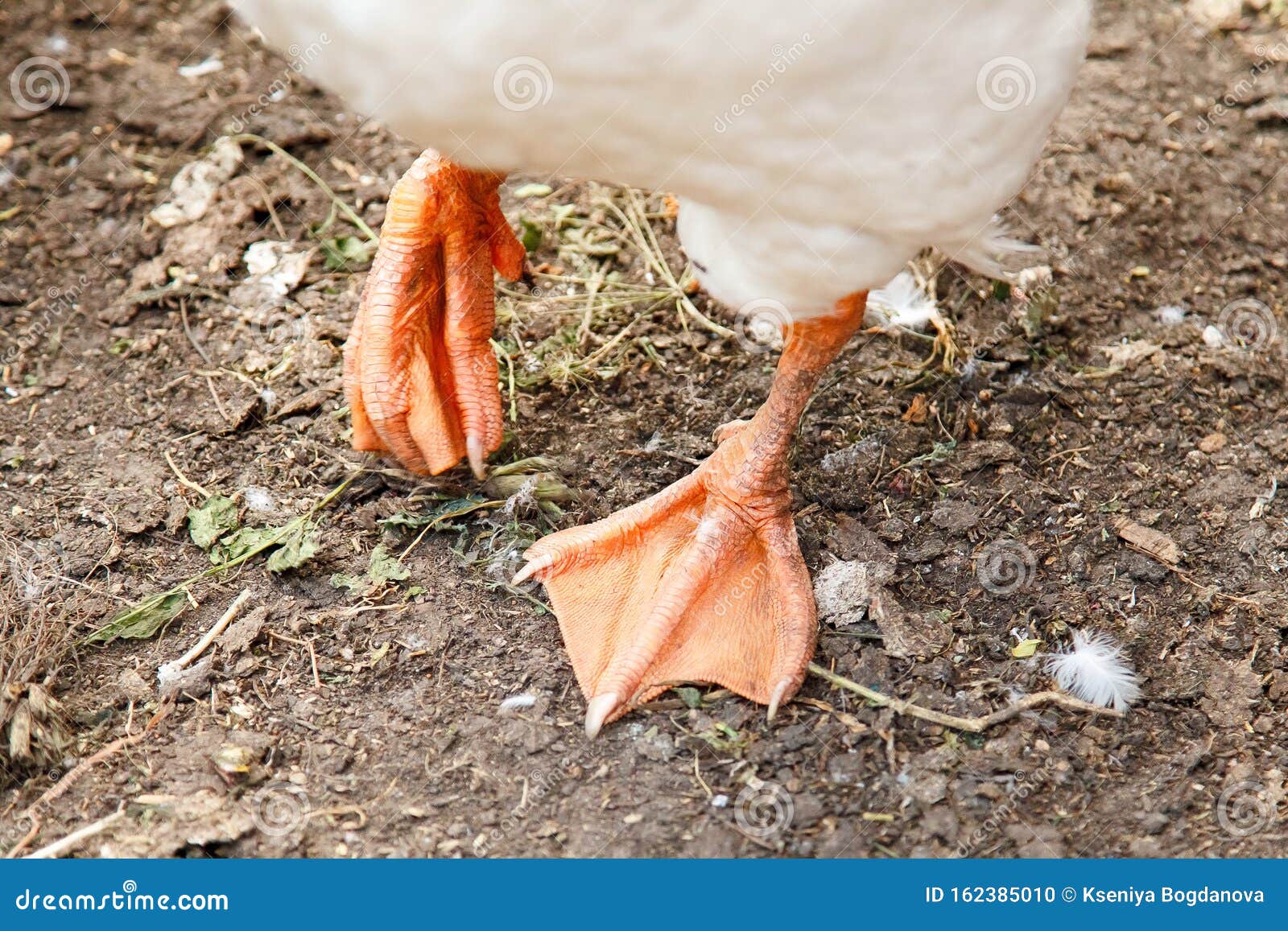 Feet of the goose stock photo. Image of beak, wild, rural - 162385010