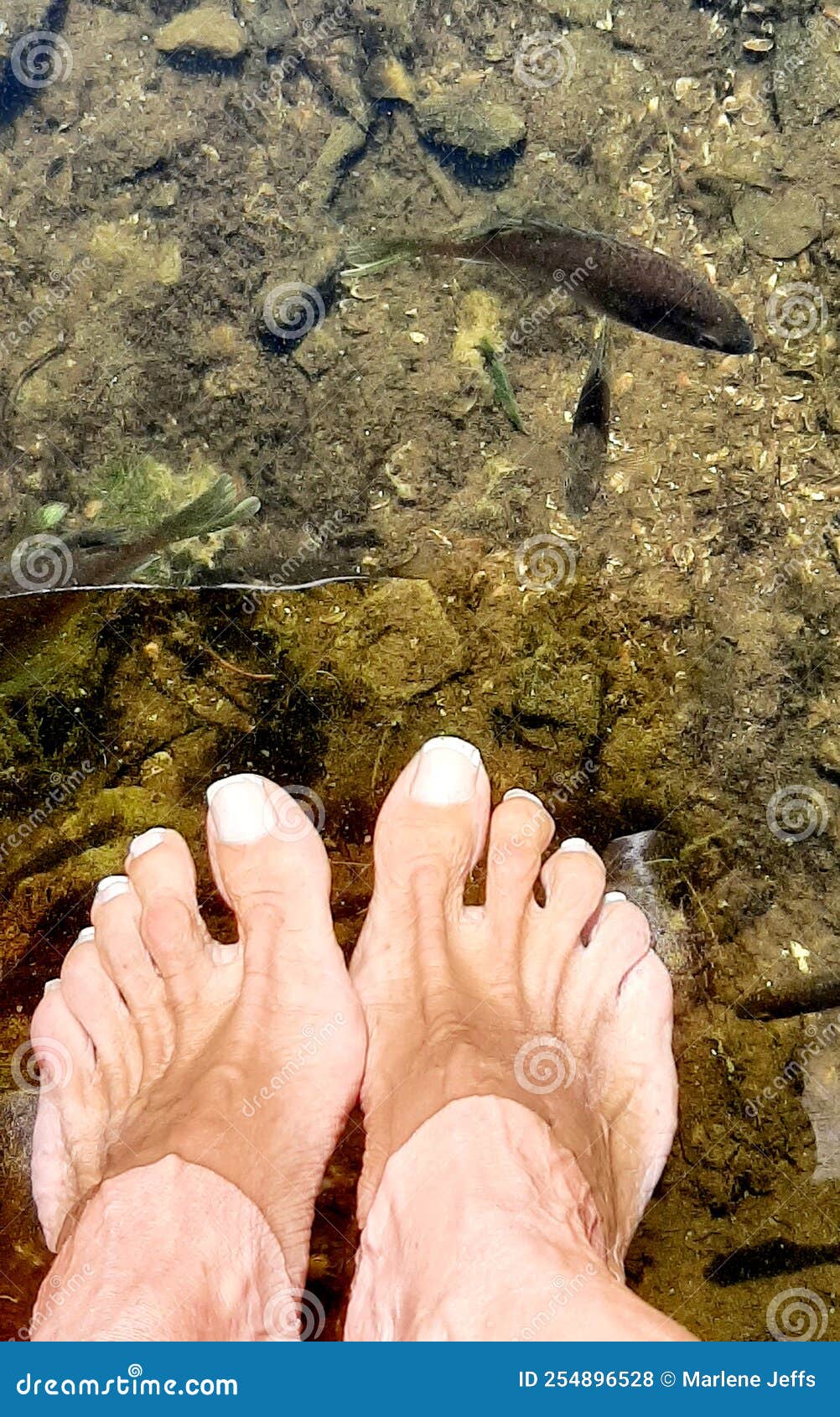 Feet in the Lake with Sunfish Stock Photo - Image of feet, nibbling ...