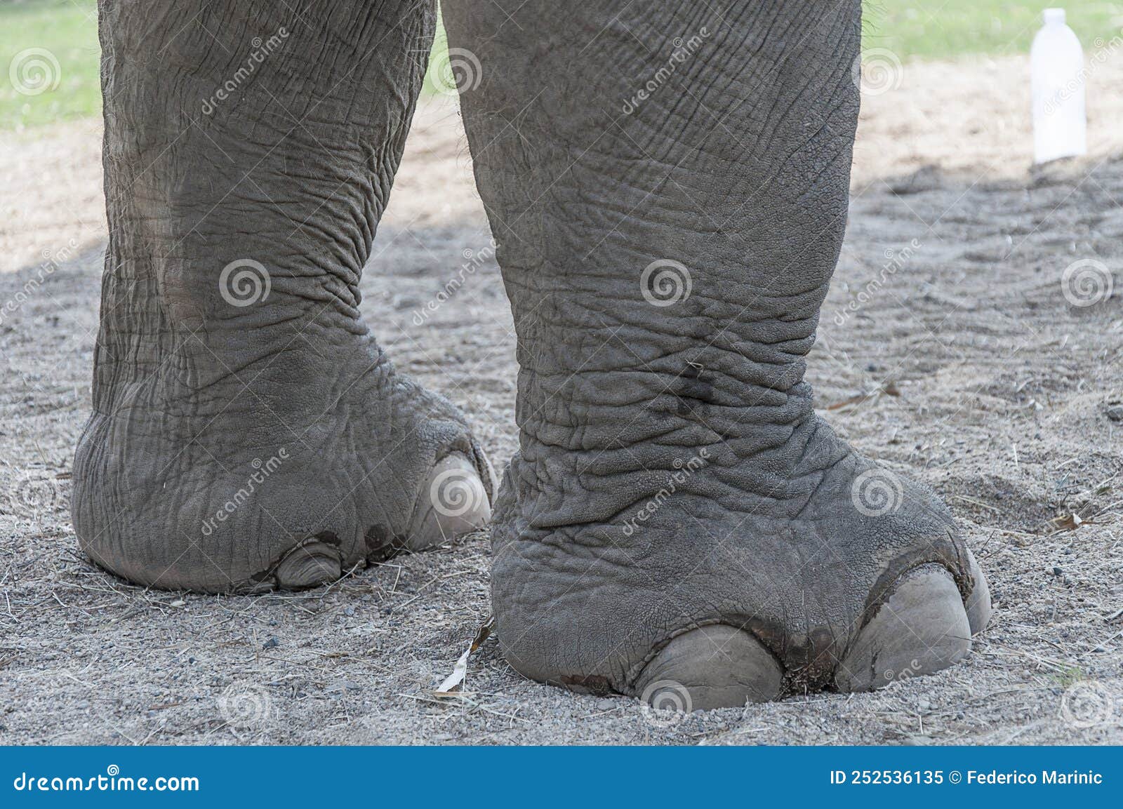 Feet of Large Elephant in the Foreground Stock Image - Image of trunk ...