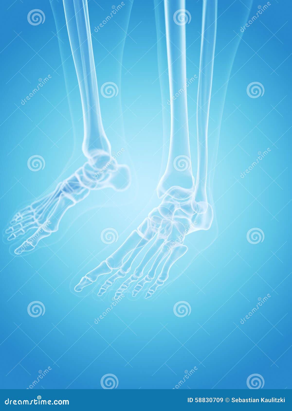 Skeleton Feet Stock Photography | CartoonDealer.com #46887302